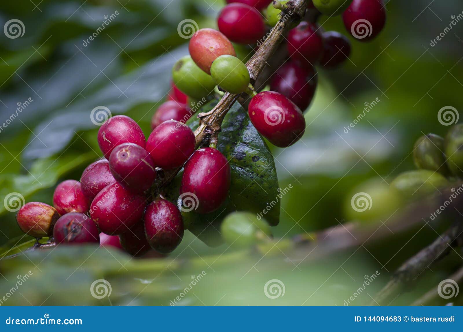 Coffee. Real Coffee Plant with Red Beans on Roasted Coffee Beans Stock ...
