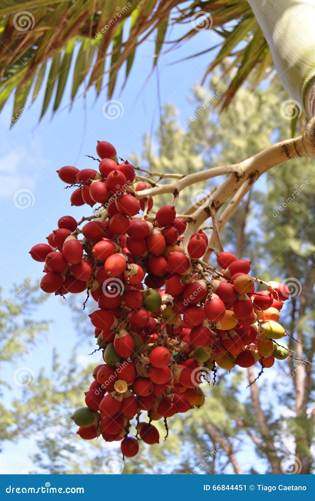 Coffee red beans stock image. Image of cias, nature, food - 66844451