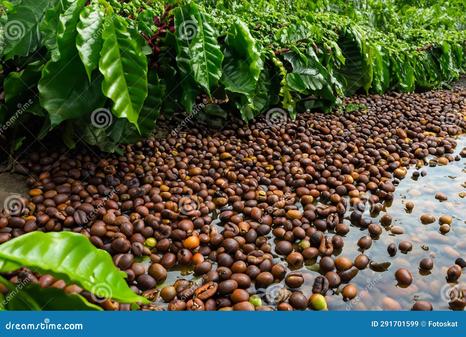 Coffee River and Coasts from Beans AI Generated Stock Illustration ...
