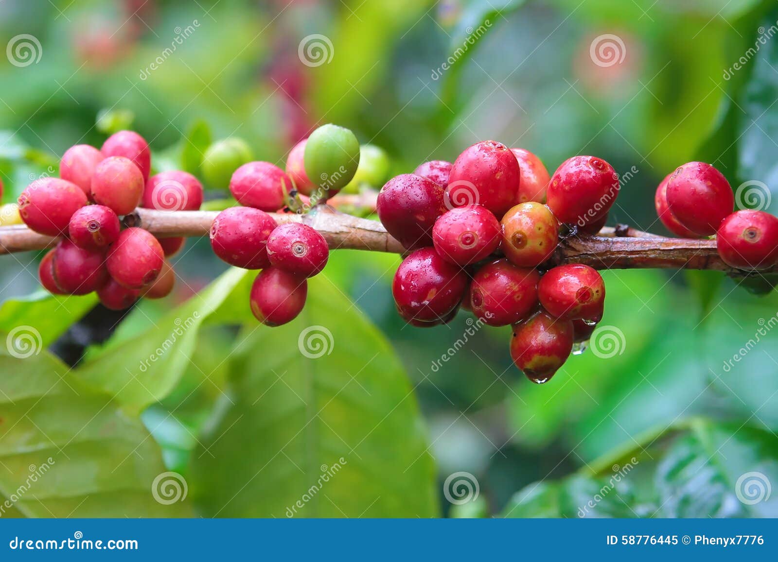 Coffee seed stock image. Image of caffeine, beans, industry - 58776445