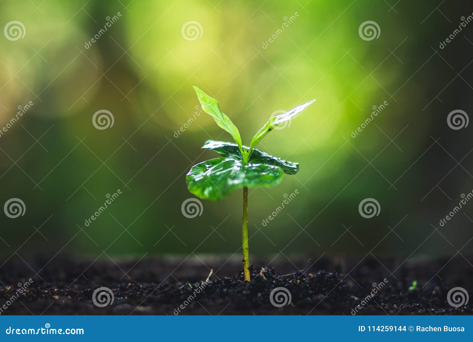 Coffee Seed Tree Sapling in Nature Stock Photo - Image of hands, spring ...