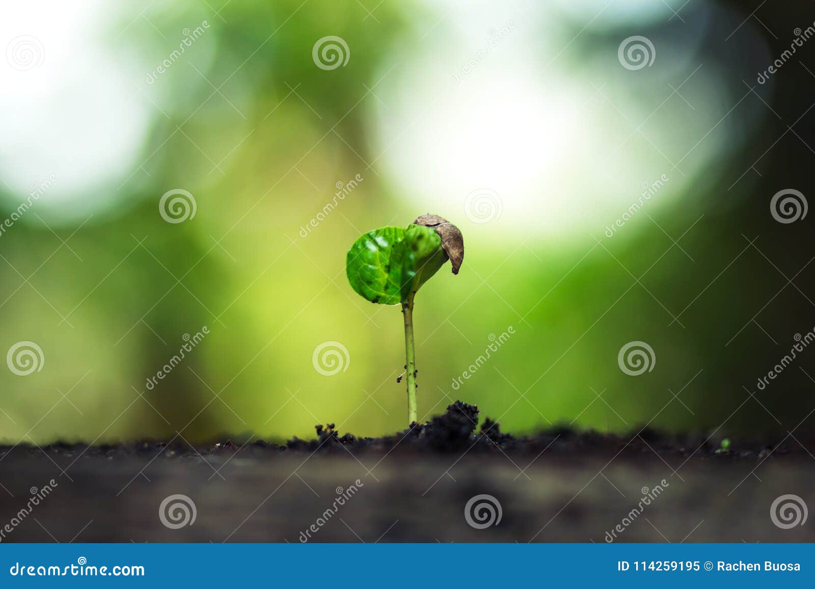 Coffee Seed Tree Sapling in Nature Stock Image - Image of seed, hands ...