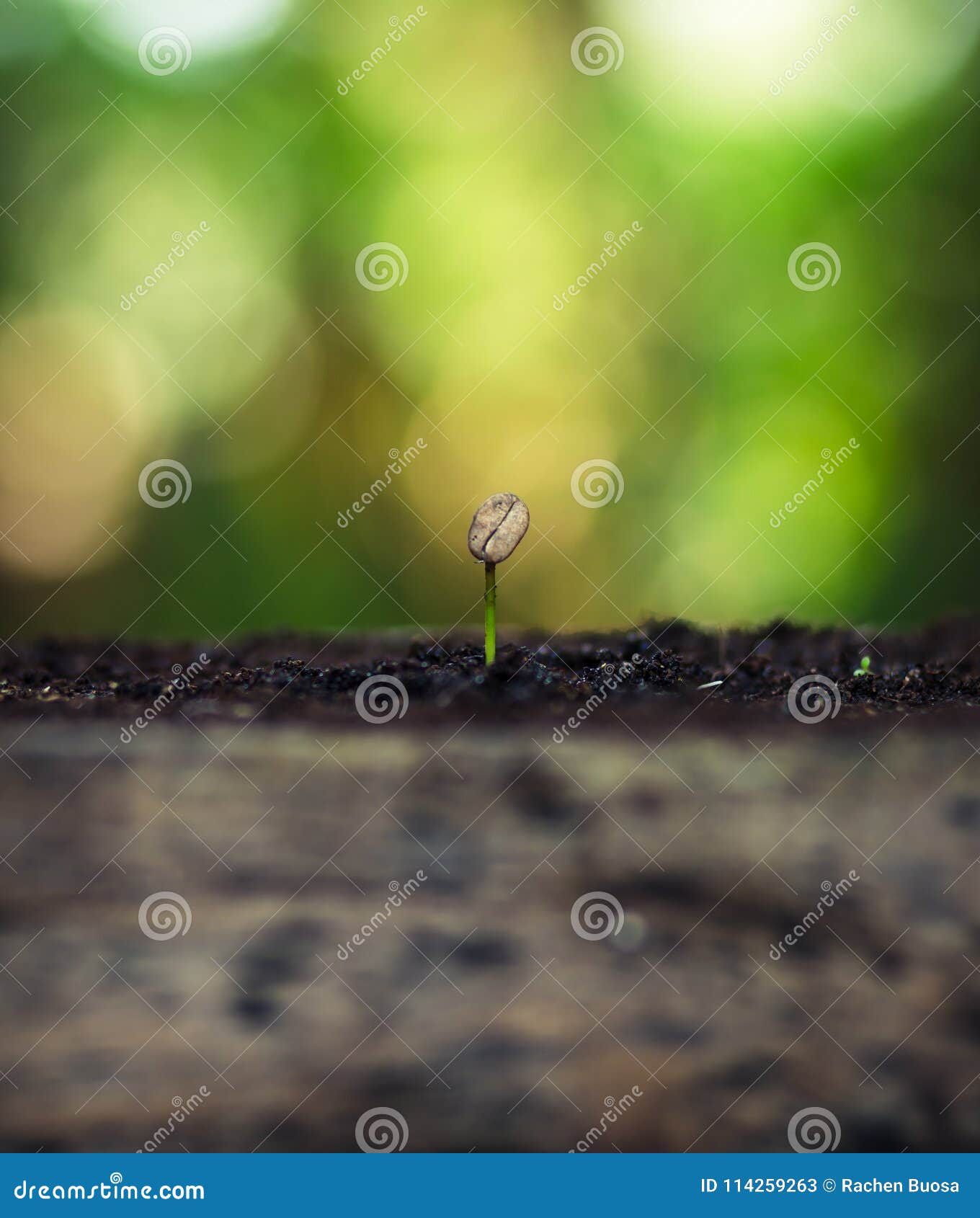 Coffee Seed Tree Sapling in Nature Stock Image - Image of plants ...