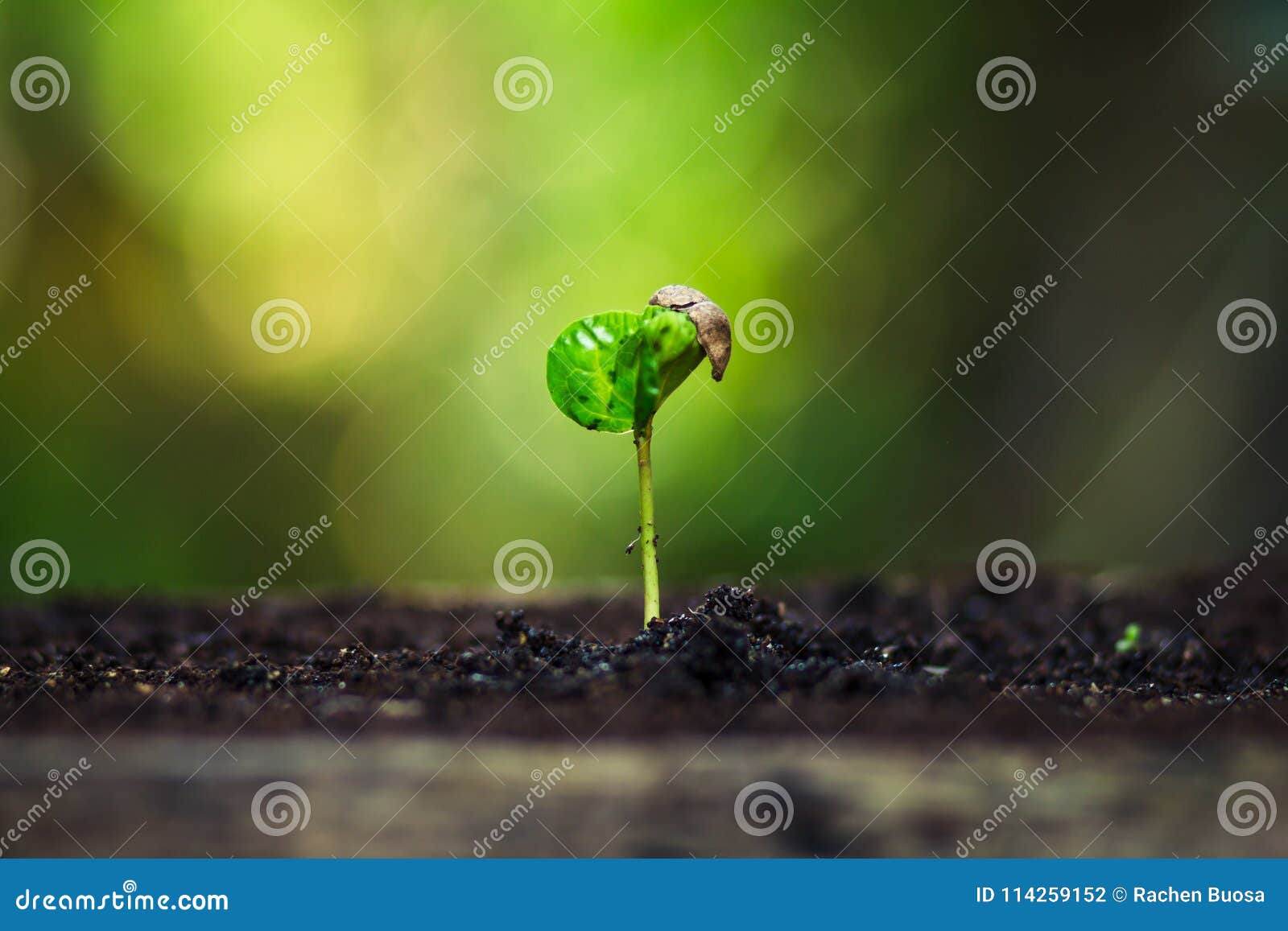 Coffee Seed Tree Sapling in Nature Stock Photo - Image of nature ...