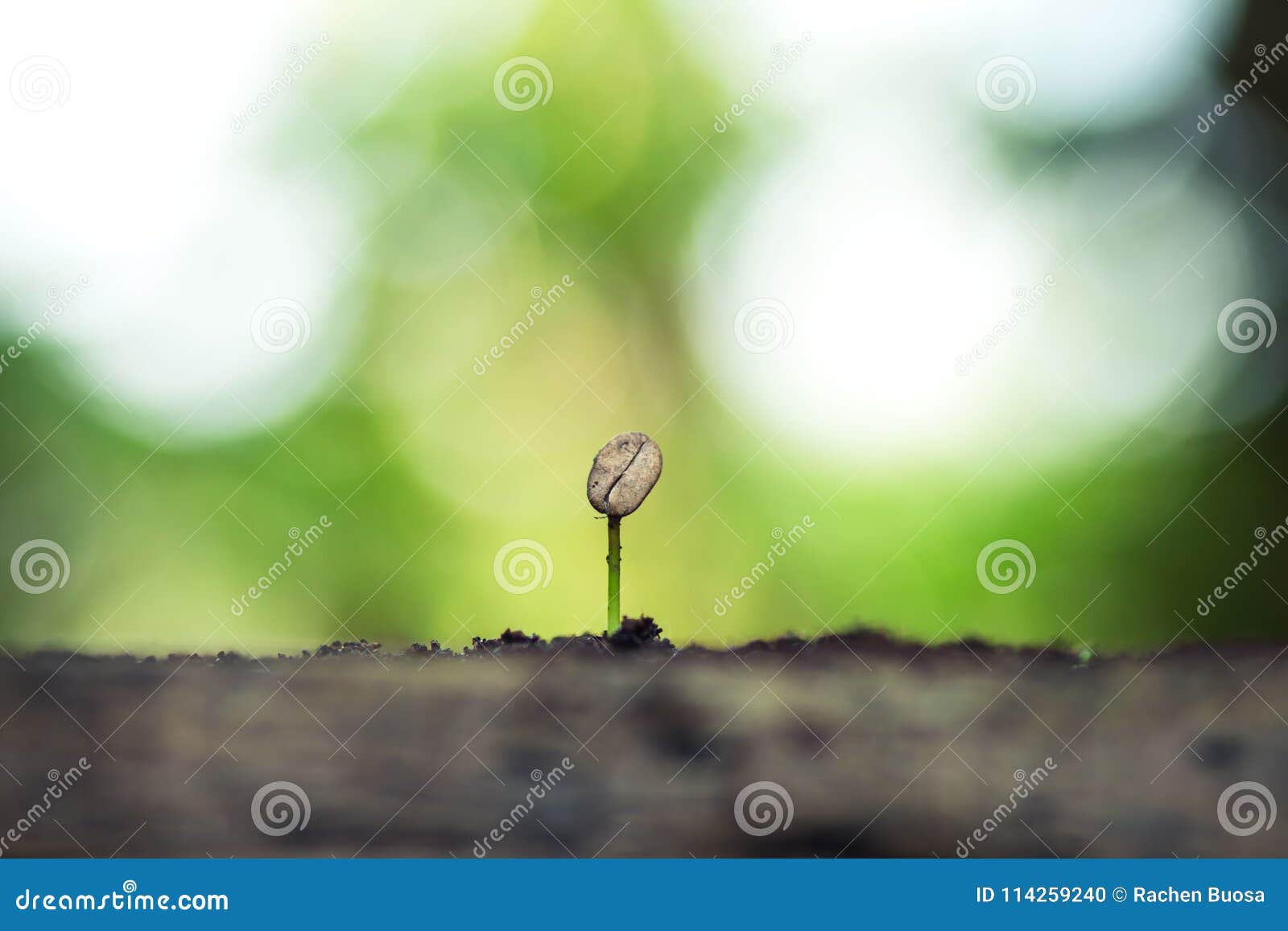 Coffee Seed Tree Sapling in Nature Stock Photo - Image of green ...