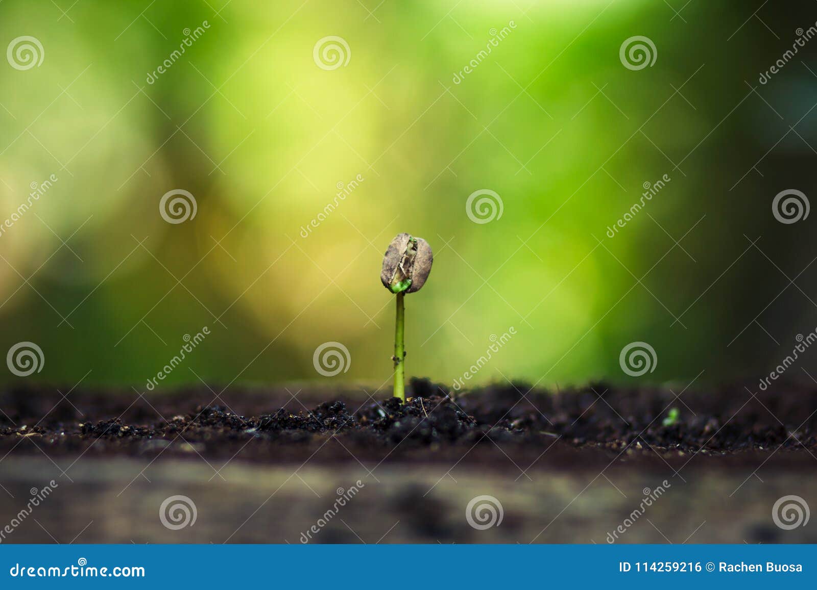 Coffee Seed Tree Sapling in Nature Stock Photo - Image of leaf ...