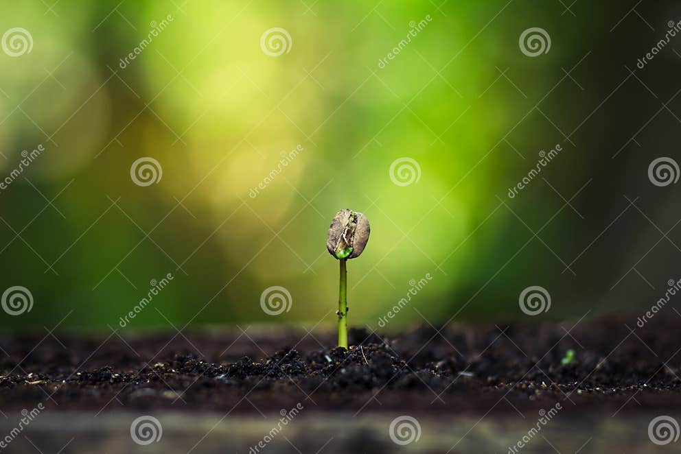 Coffee Seed Tree Sapling in Nature Stock Photo - Image of leaf, green ...