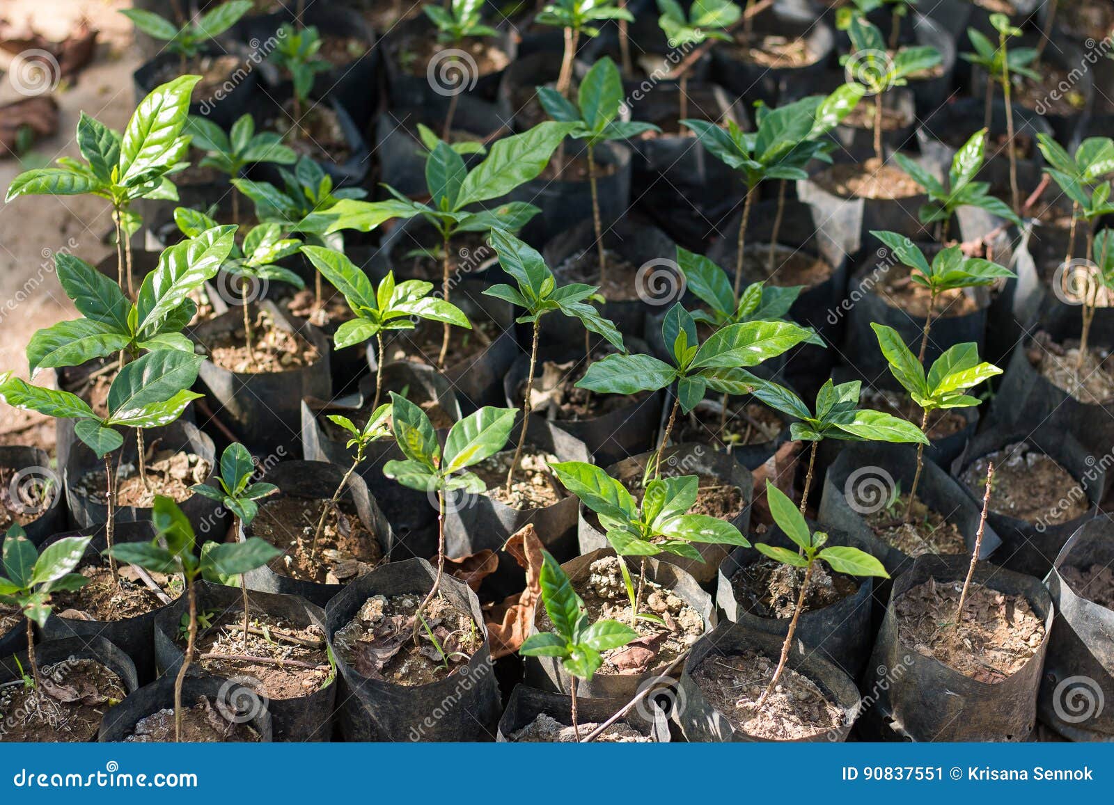 Coffee seedlings stock image. Image of arabica, growth - 90837551