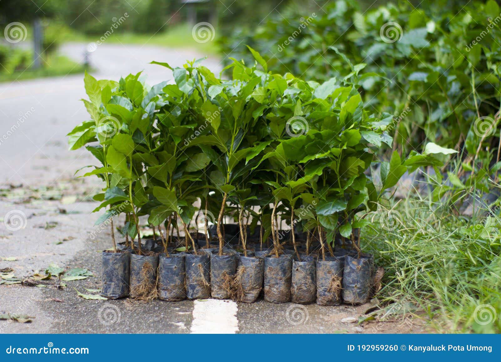 Coffee seedlings stock photo. Image of field, cultivate - 192959260