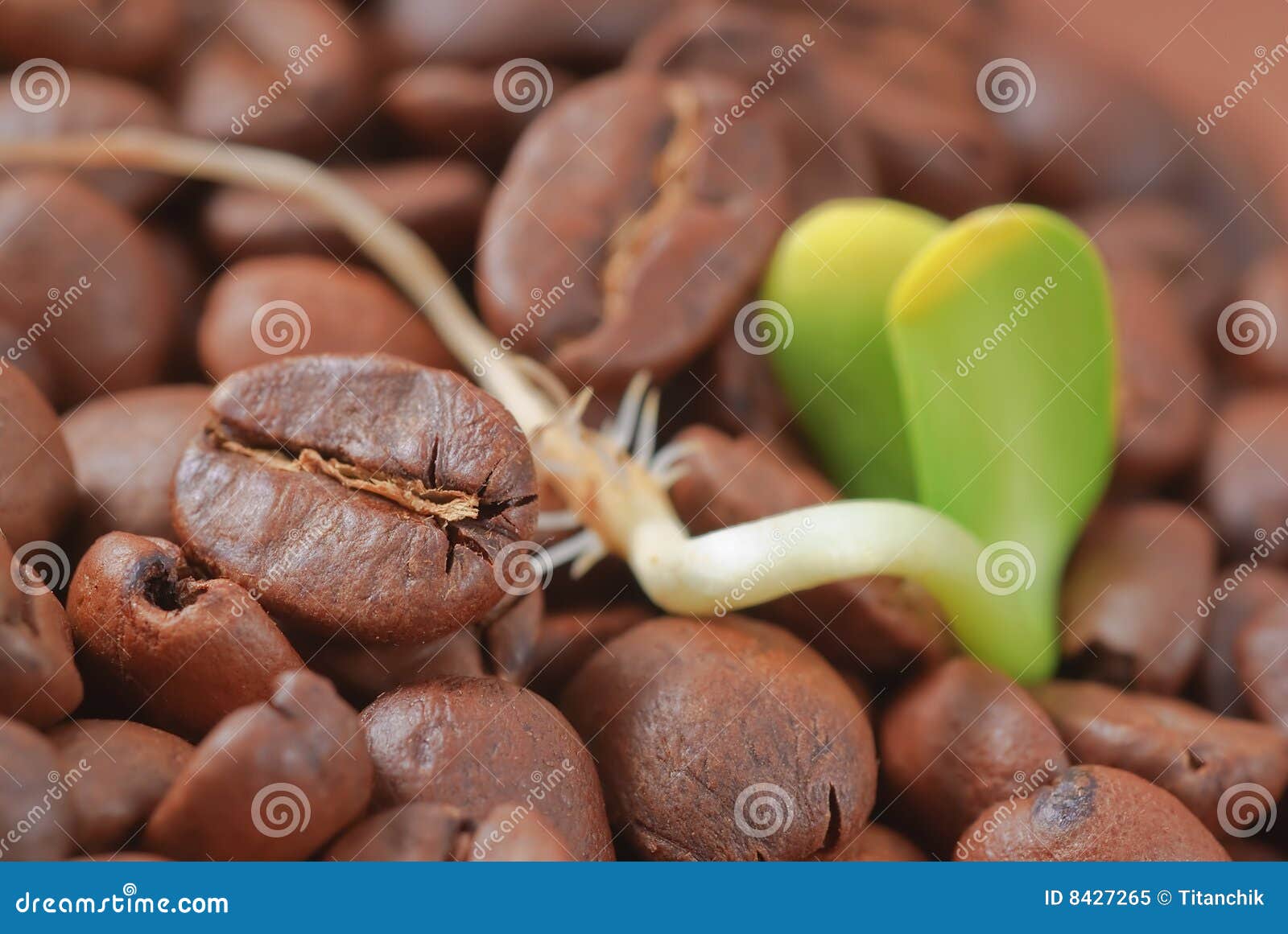 Coffee seeds stock image. Image of brown, botany, green - 8427265