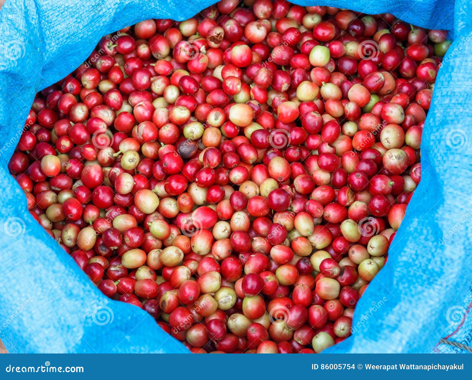 Coffee Seeds stock photo. Image of nature, berries, produce - 86005754