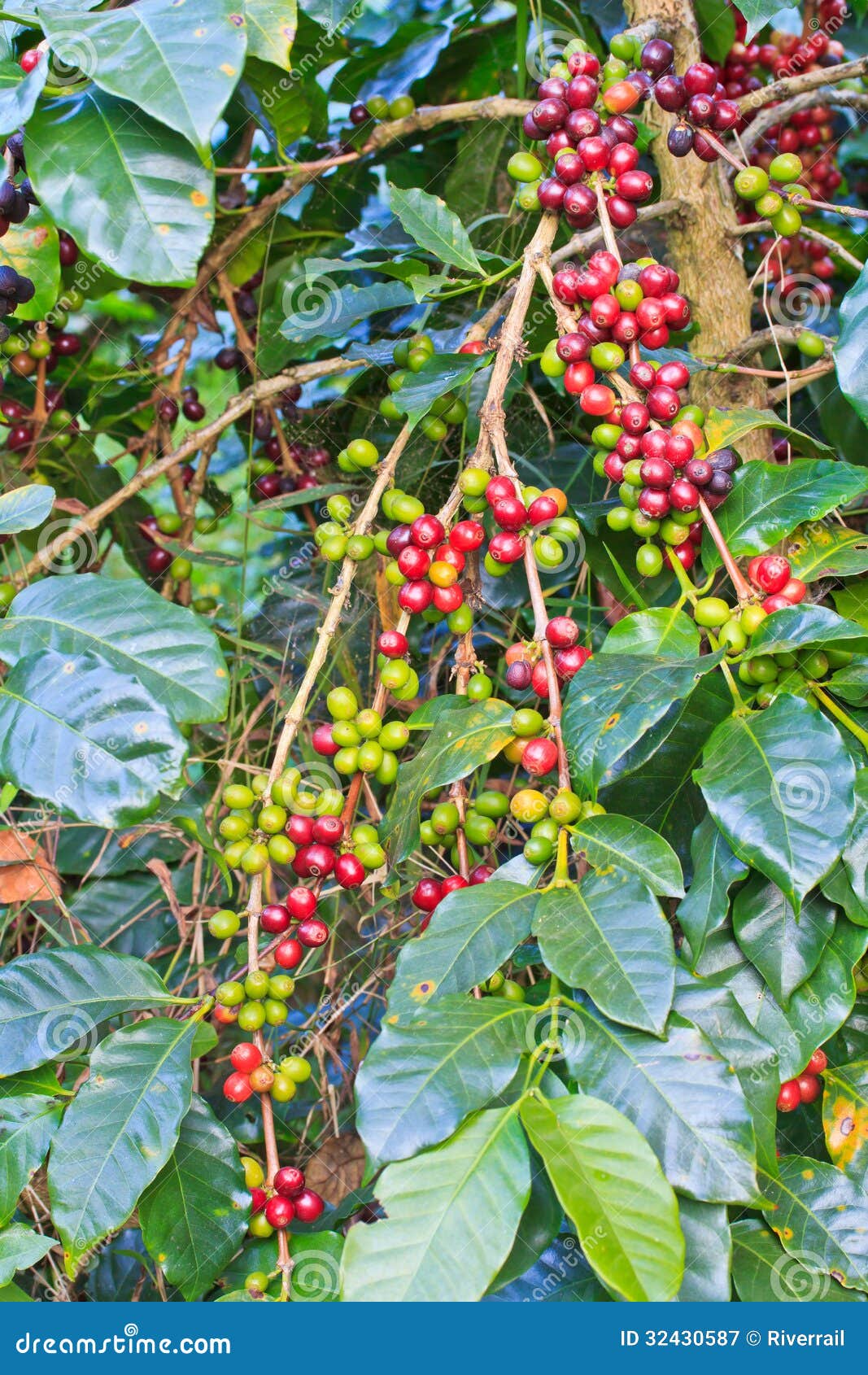 Coffee seeds stock image. Image of caffeine, branch, bush - 32430587