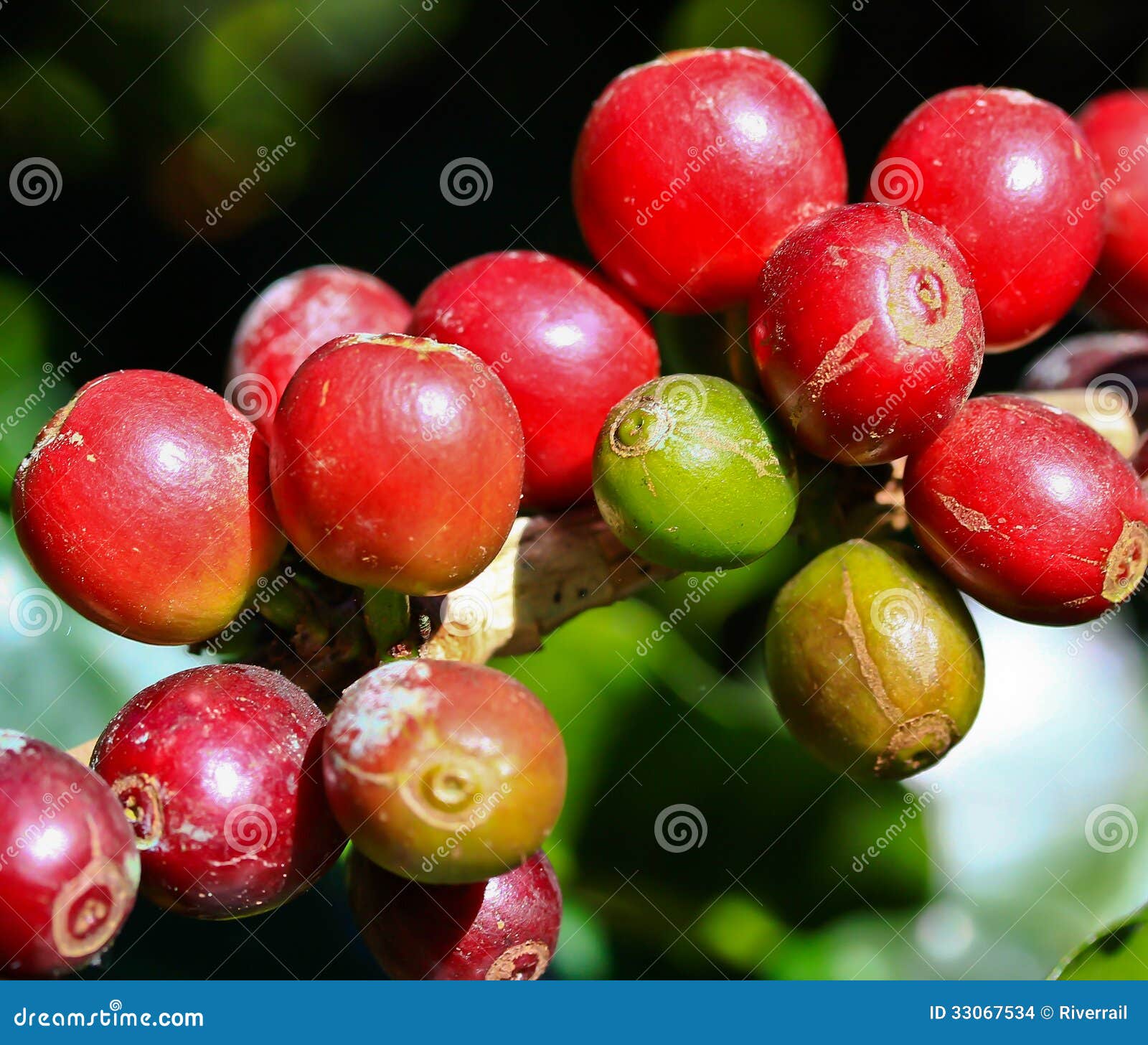 Coffee seeds stock photo. Image of food, outdoors, harvest - 33067534