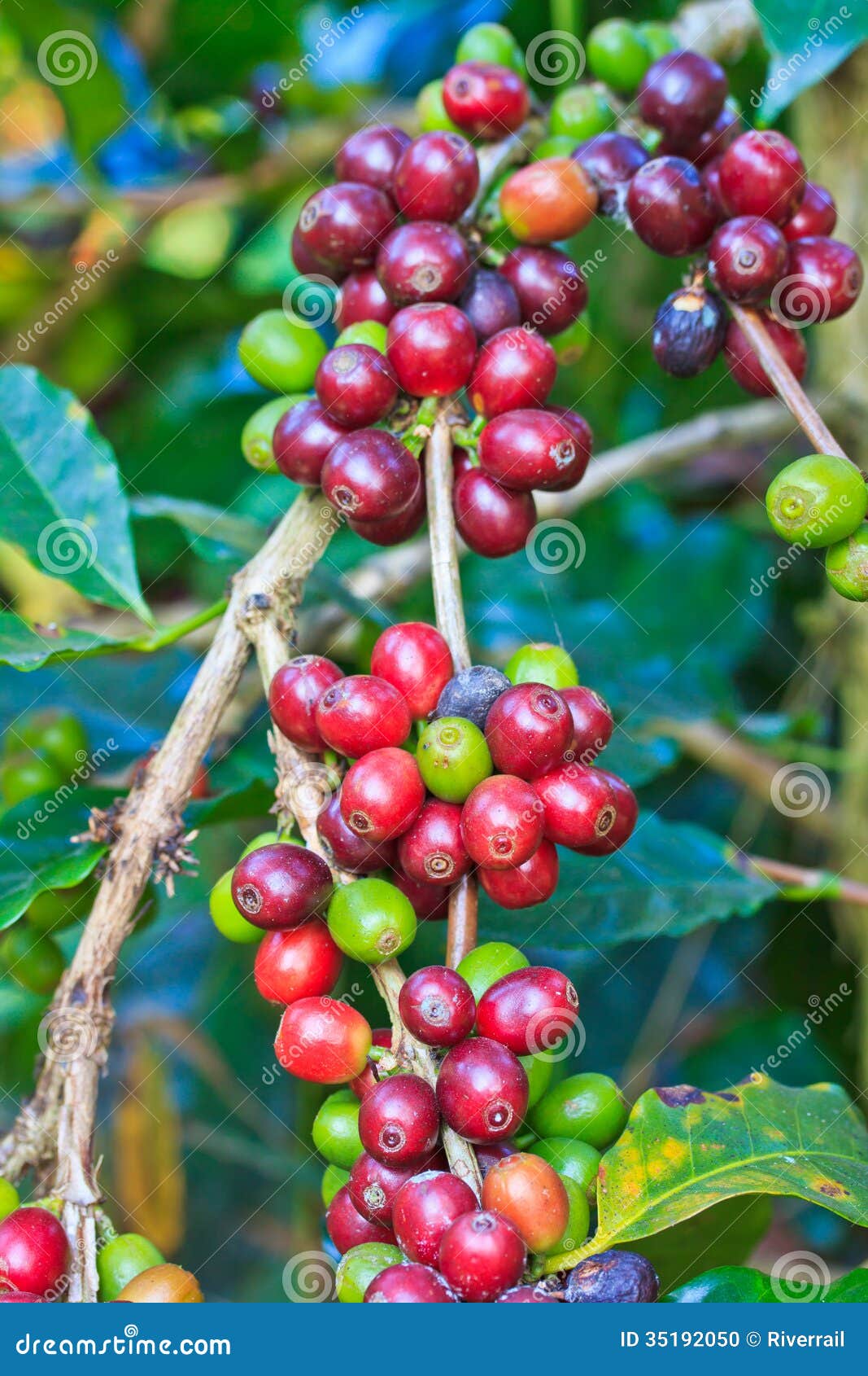Coffee seeds stock photo. Image of food, harvest, bali - 35192050