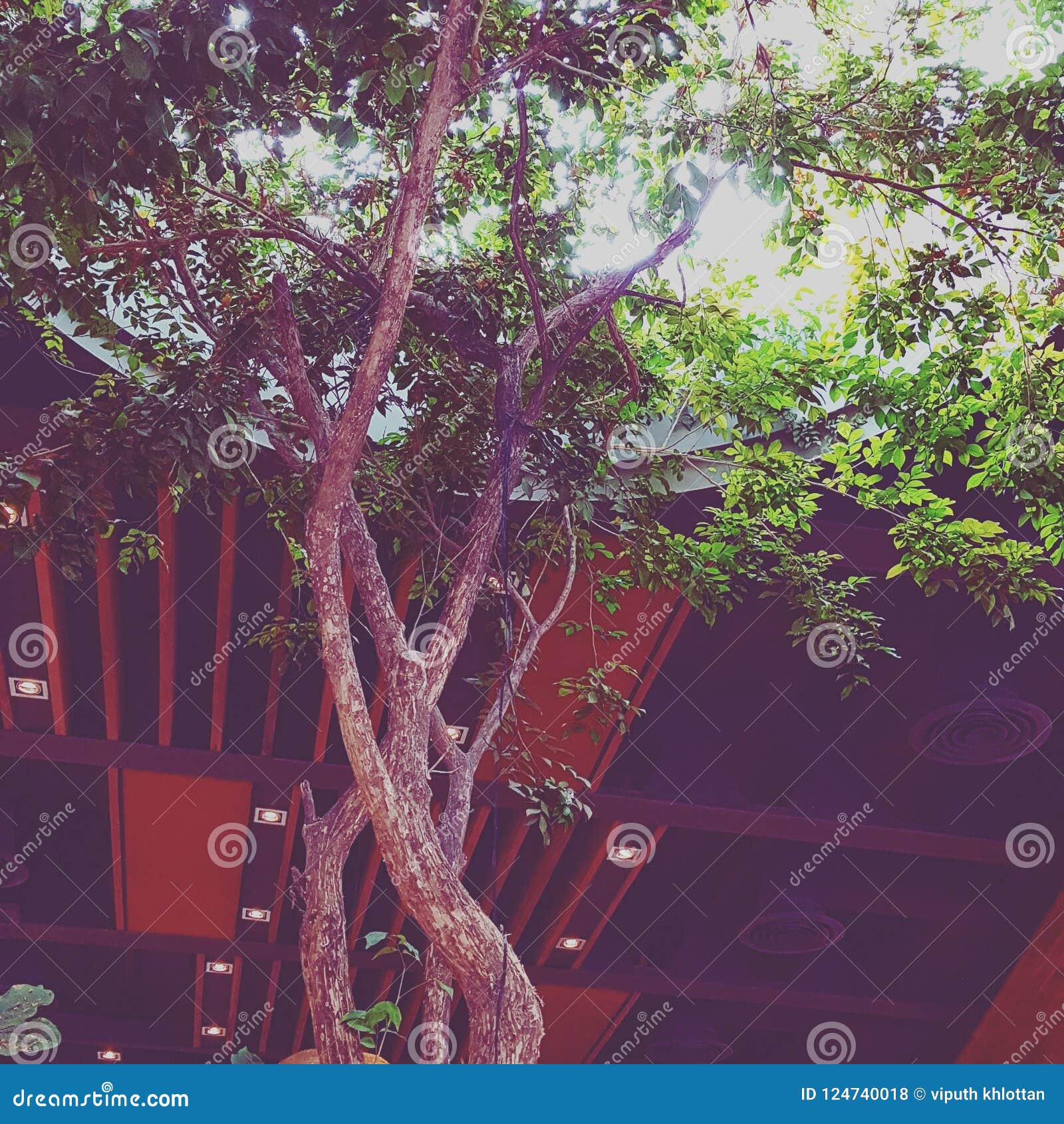 Coffee shop stock photo. Image of breakfast, shop, eating - 124740018