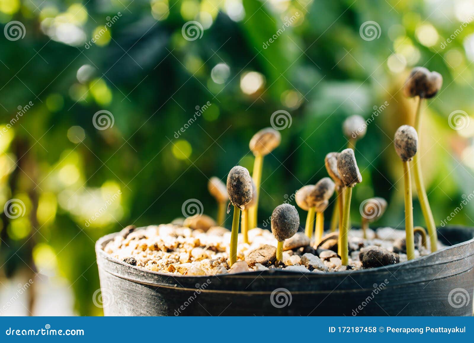 Coffee Sprout Growing in Nature Close-Up Stock Photo - Image of people ...