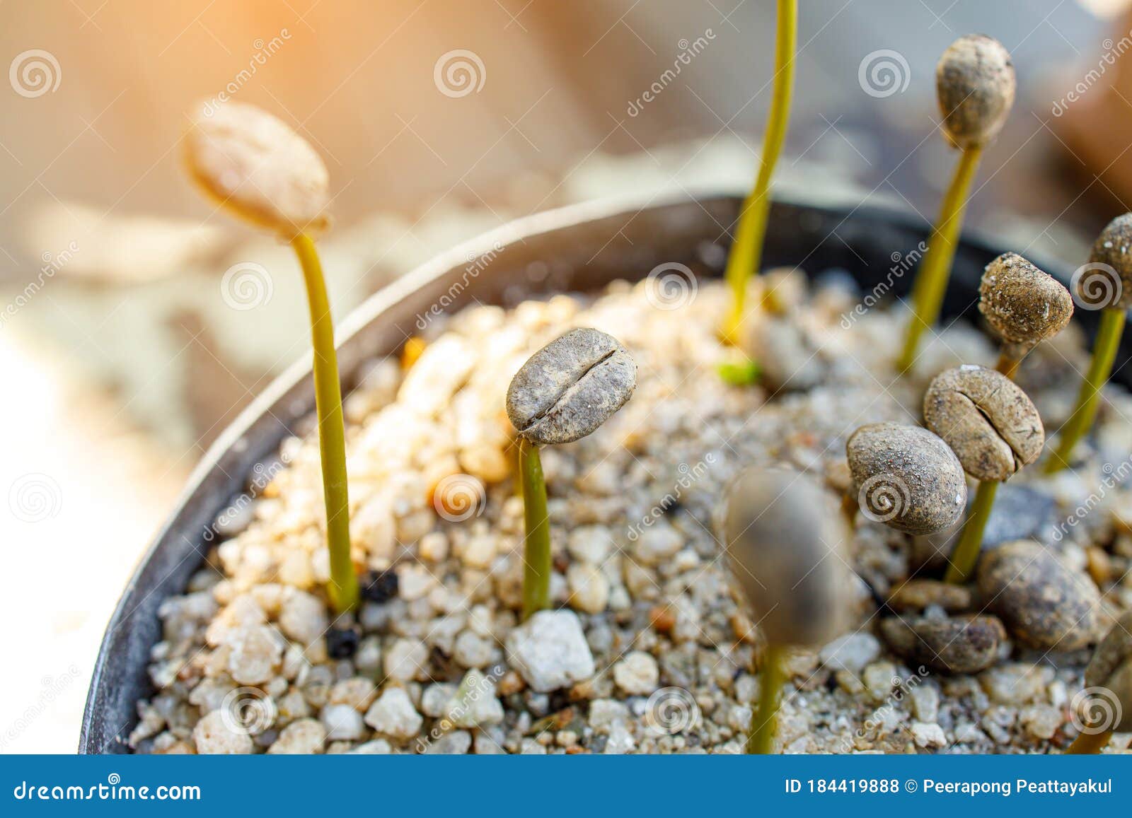 Coffee Sprout Growing in Nature Close-Up Stock Photo - Image of germ ...