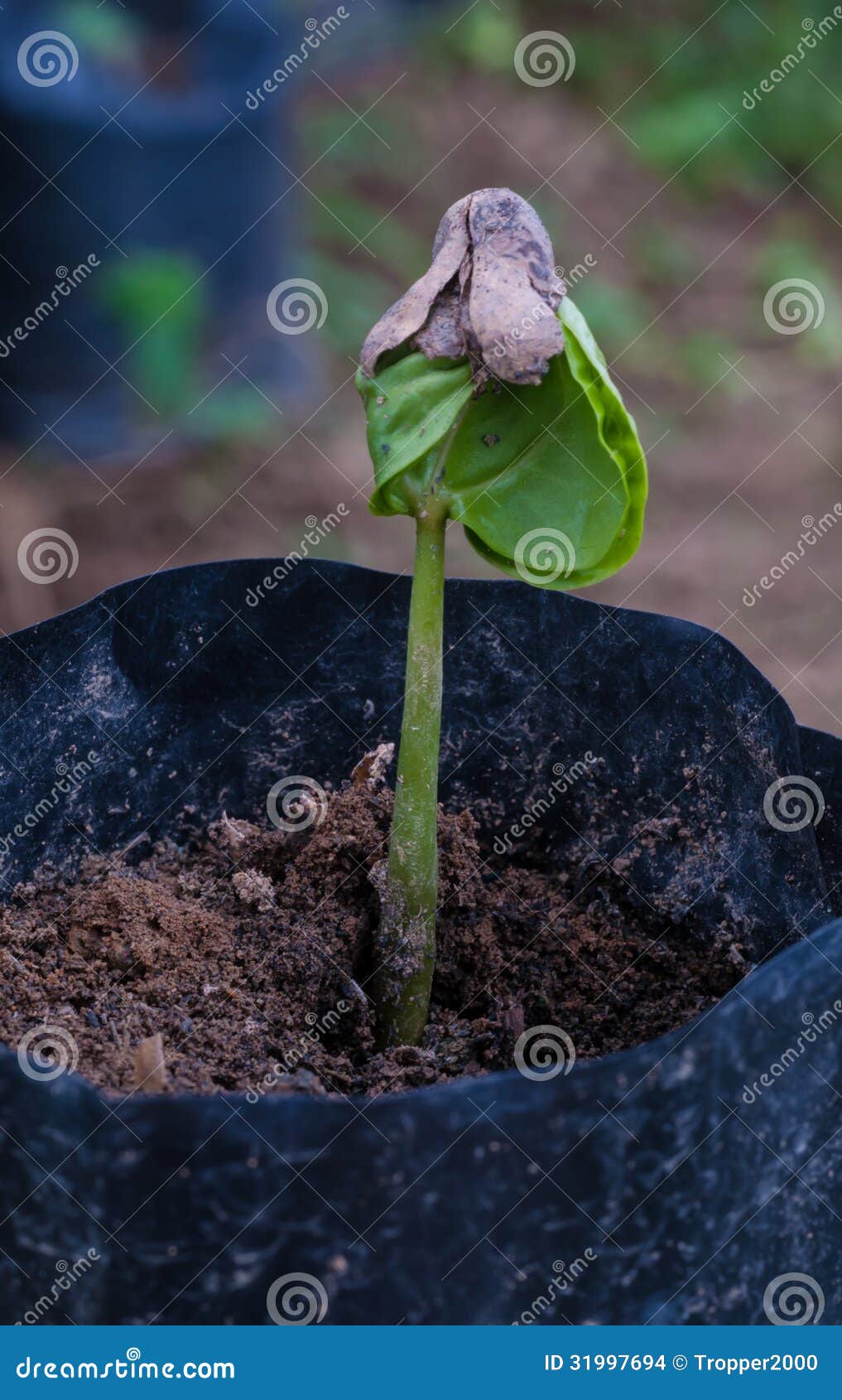 Coffee sprout stock photo. Image of beginning, garden - 31997694