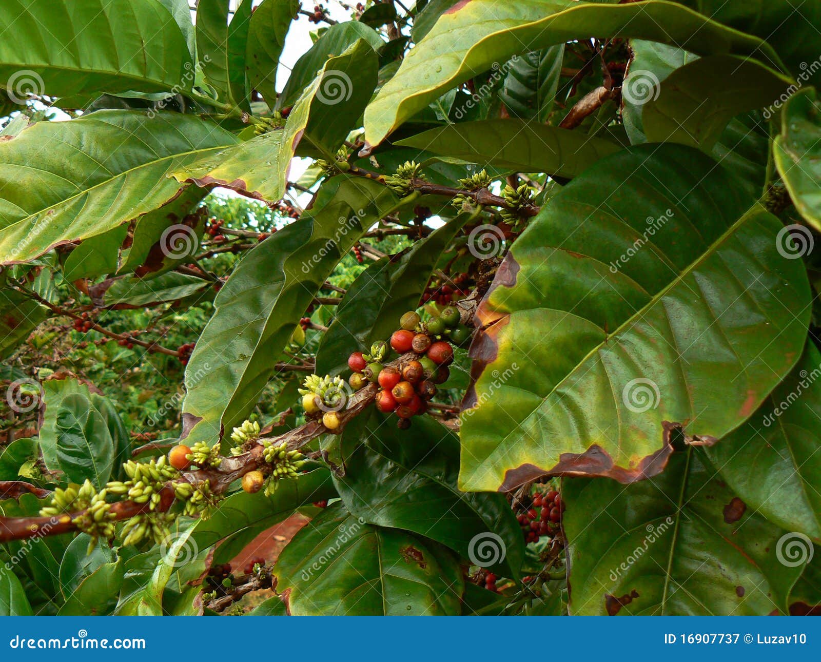 Coffee tree stock image. Image of kaui, island, coffea - 16907737