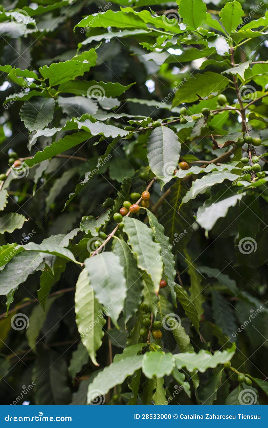 Coffee tree stock photo. Image of fruits, leaves, green - 28533000