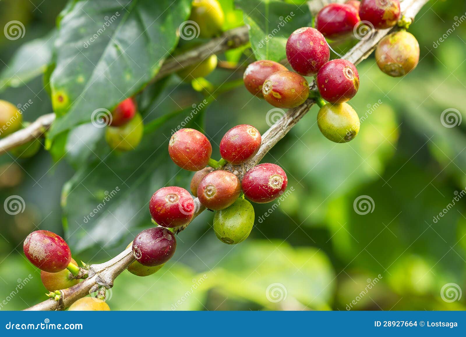 Coffee tree stock photo. Image of outdoors, green, plant - 28927664
