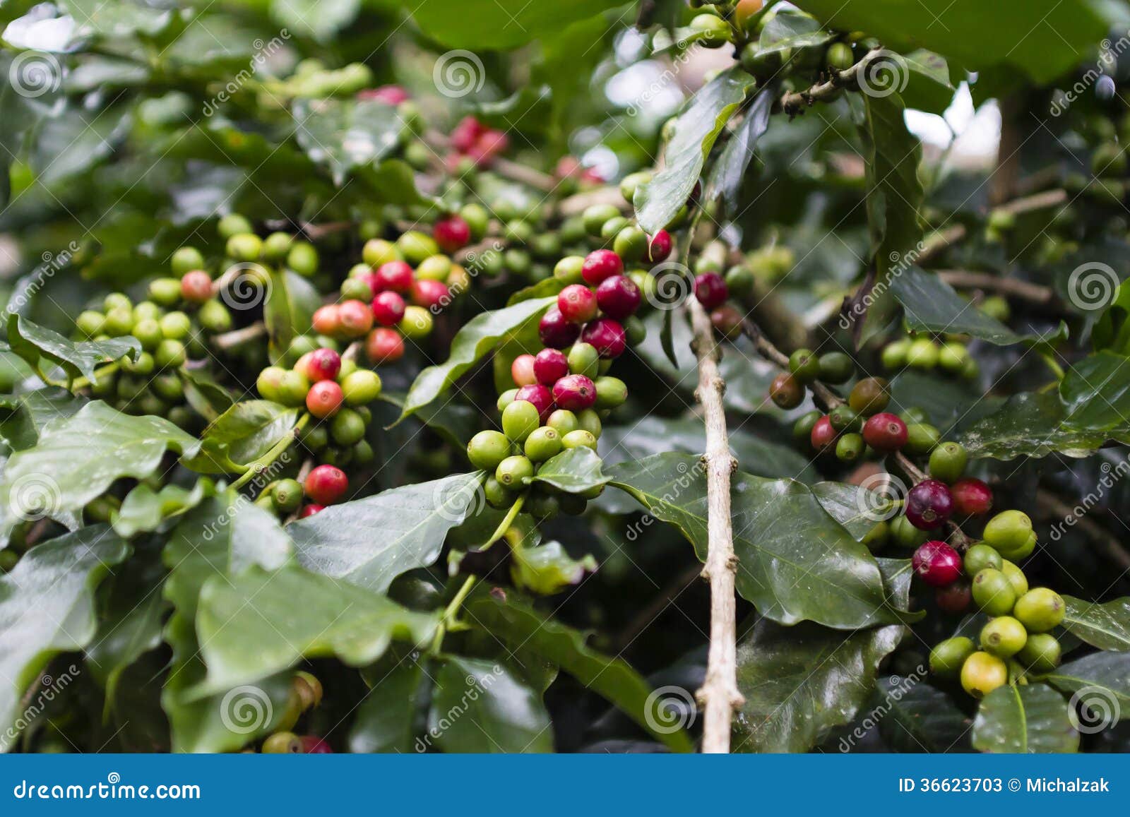 Coffee tree stock image. Image of grow, crop, farm, bean - 36623703