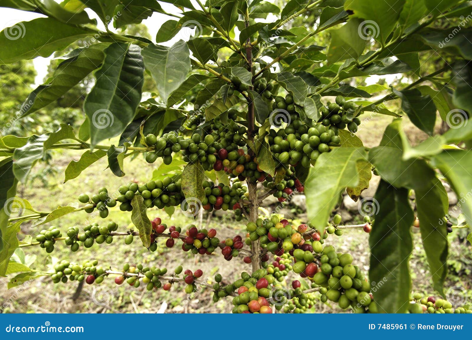 Coffee Tree And Tree Himalayan Cherry Blossom Beautiful On Mountain ...