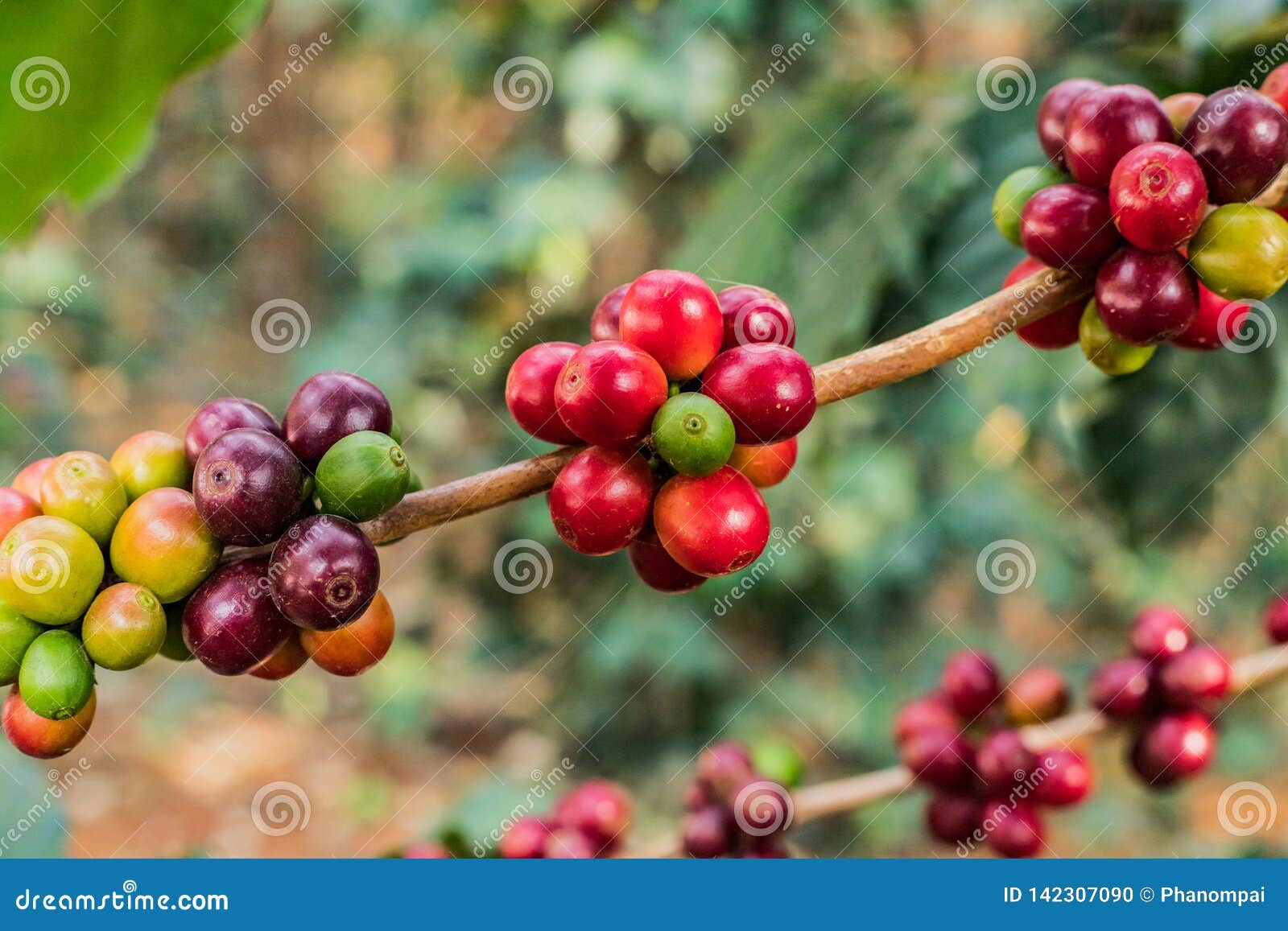 Coffee on Tree Arabicas Raw and Ripe Coffee Bean in Field and Sunlight ...