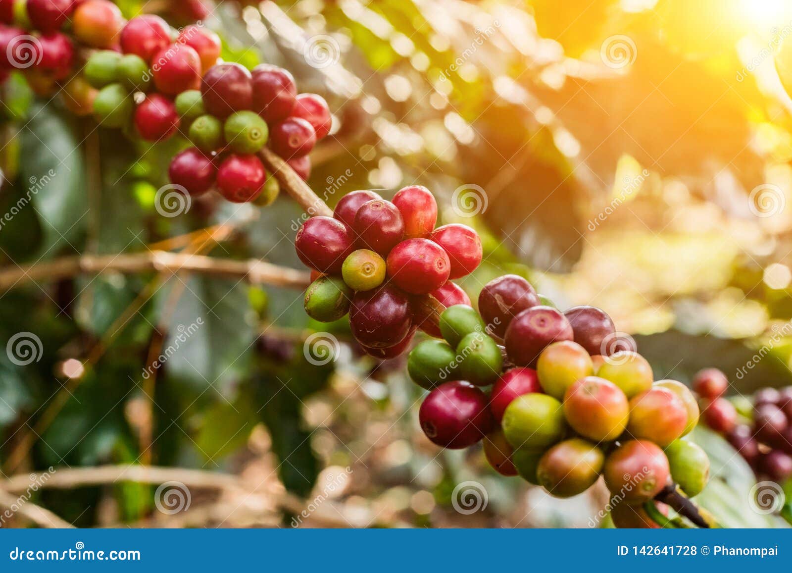 Coffee Bean Field