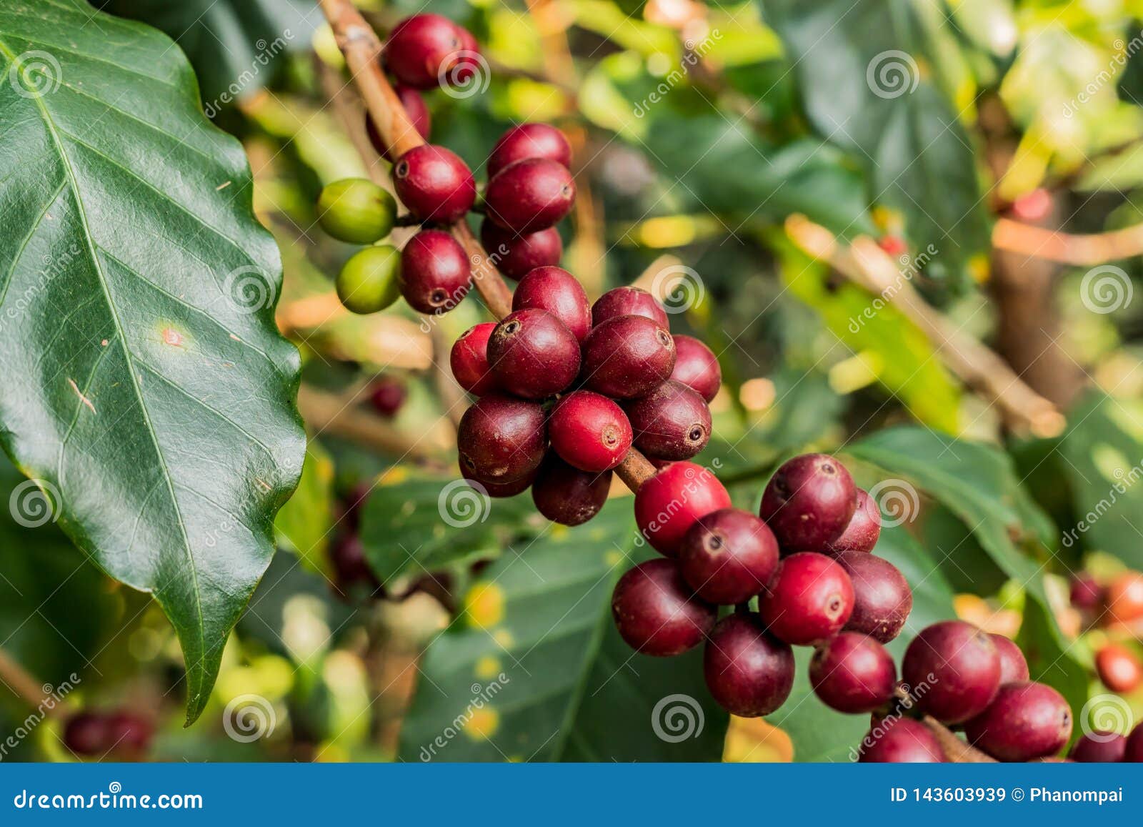 Coffee on Tree Arabicas Raw and Ripe Coffee Bean in Field and Sunlight ...