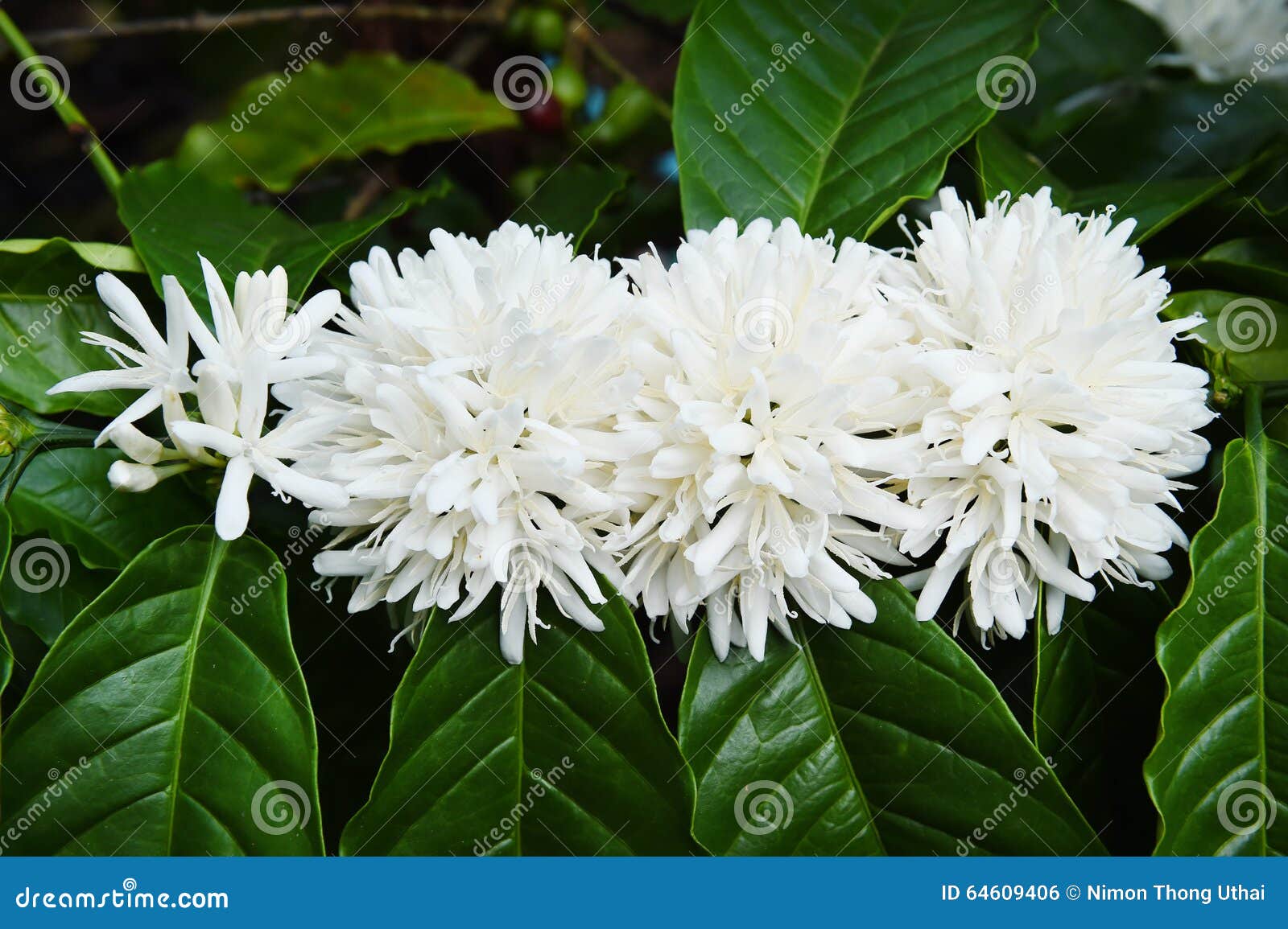 Coffee Tree Blossom with White Color Flower Stock Photo - Image of ...