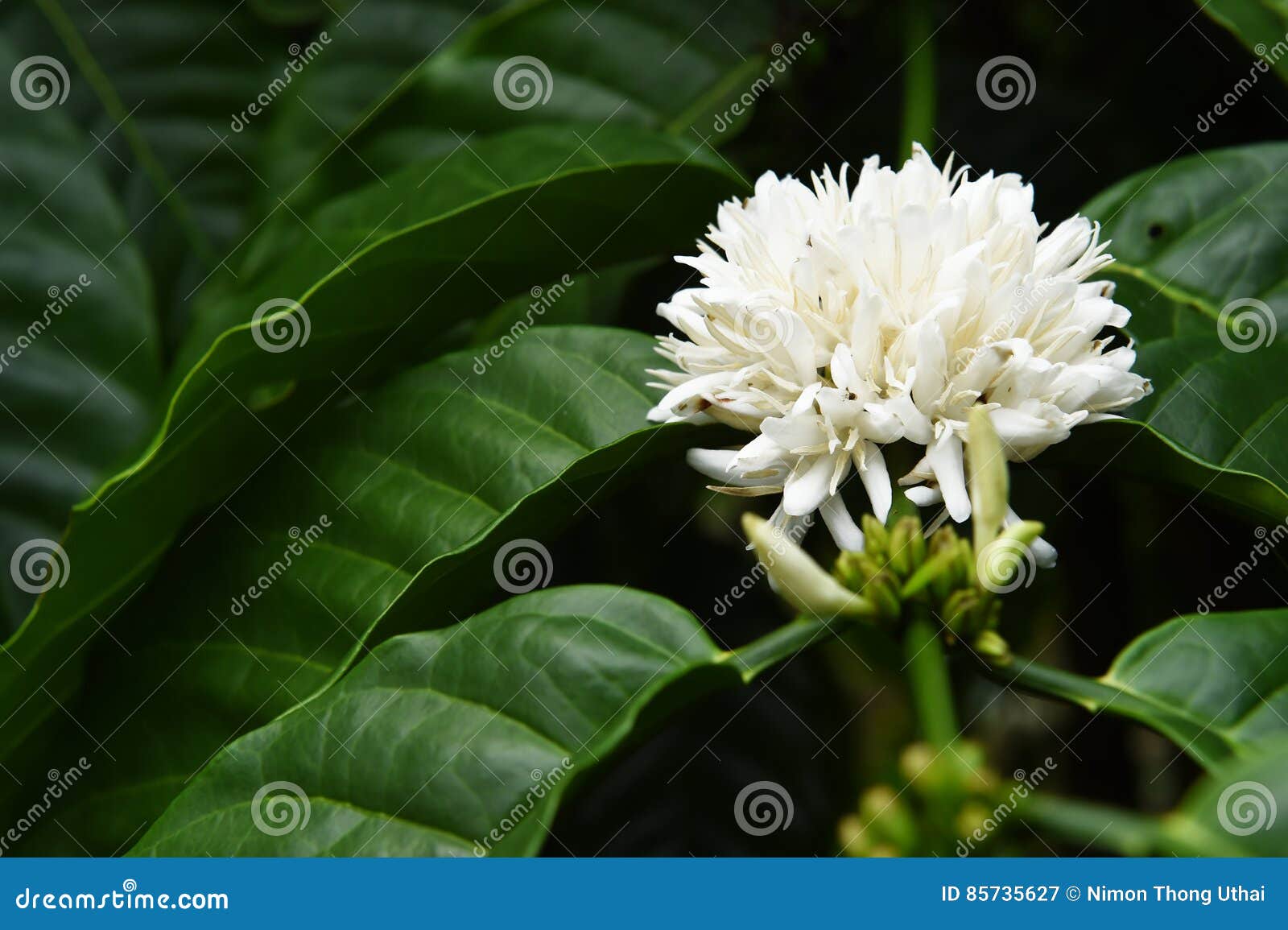 Coffee tree blossom stock image. Image of nature, flower - 85735627