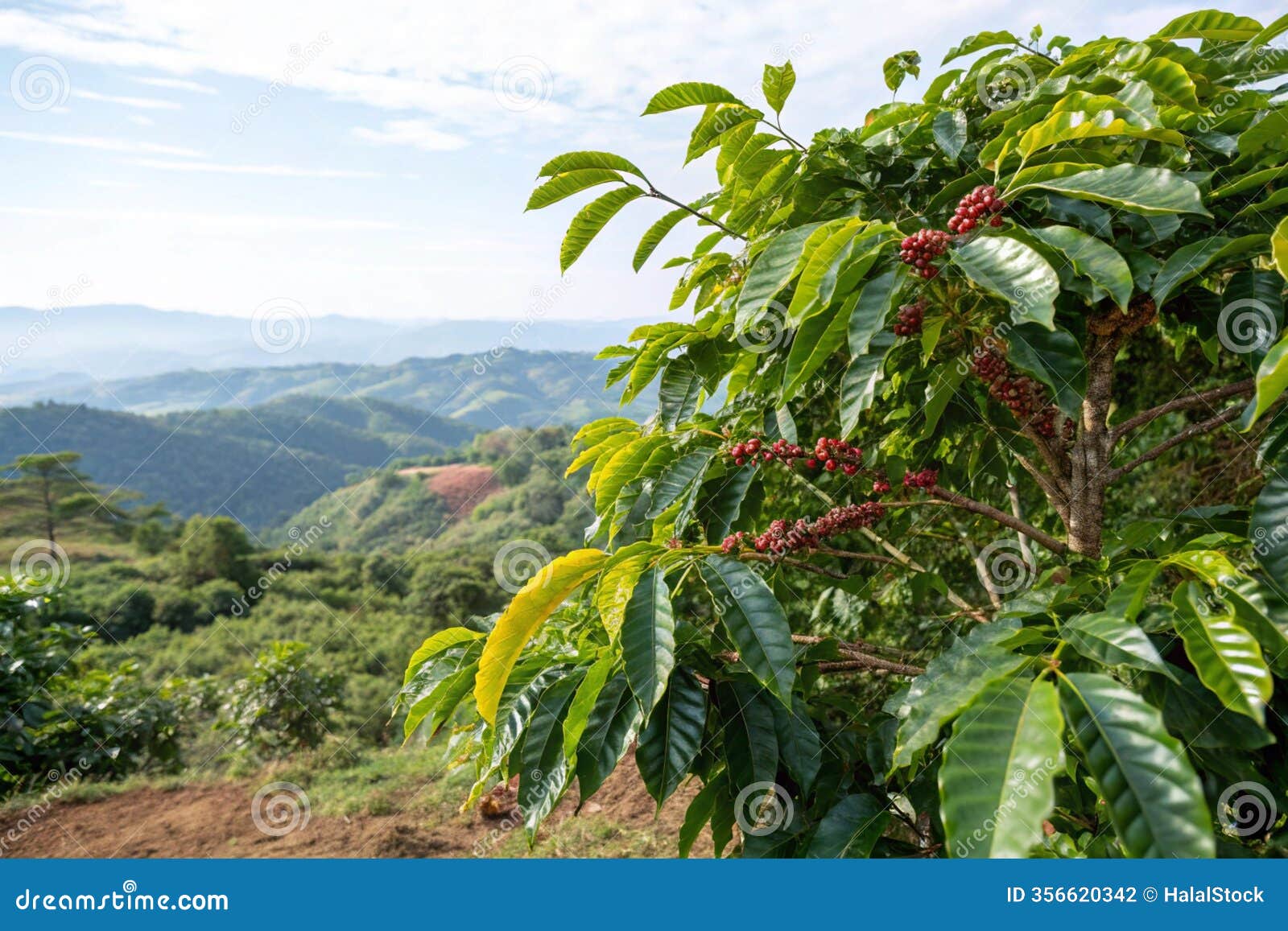 Bolaven Cartoons, Illustrations & Vector Stock Images - 54 Pictures to ...