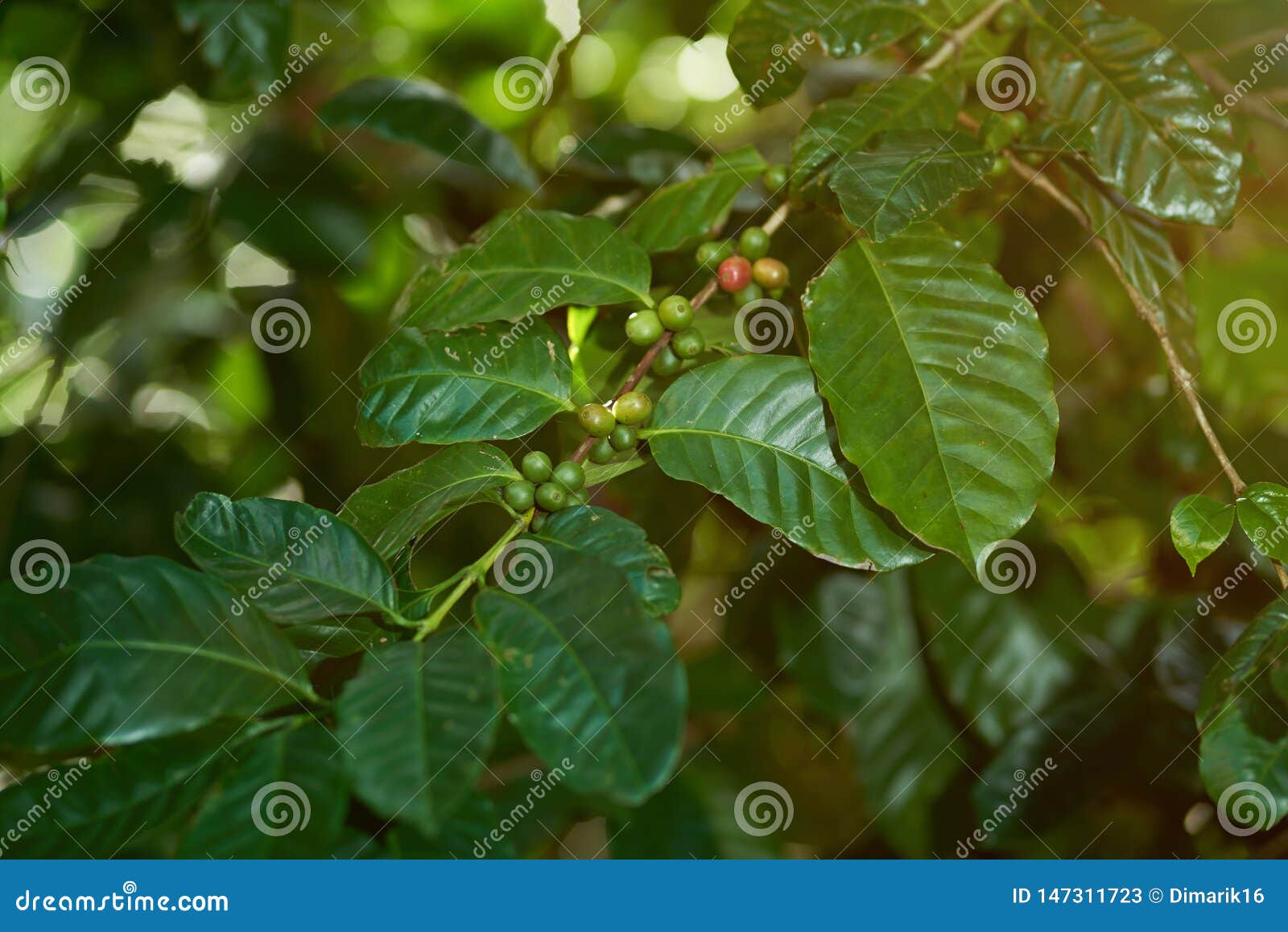 Coffee tree branch stock image. Image of branch, nature - 147311723