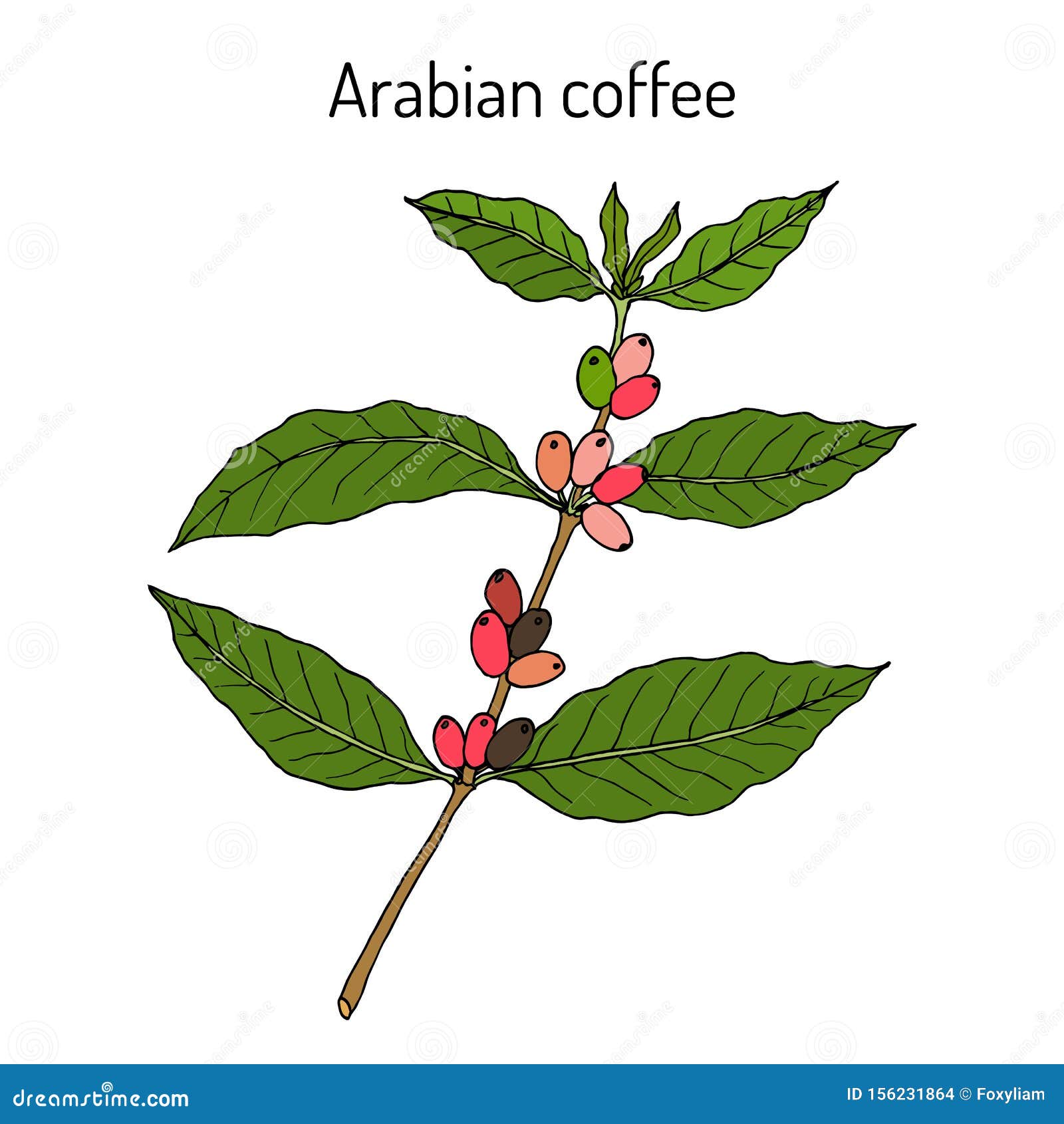 Coffee Tree Branch. Hand Drawn Illustration Stock Vector - Illustration ... Coffee Tree Branch. Hand Drawn Illustration Stock Vector - Illustration ...