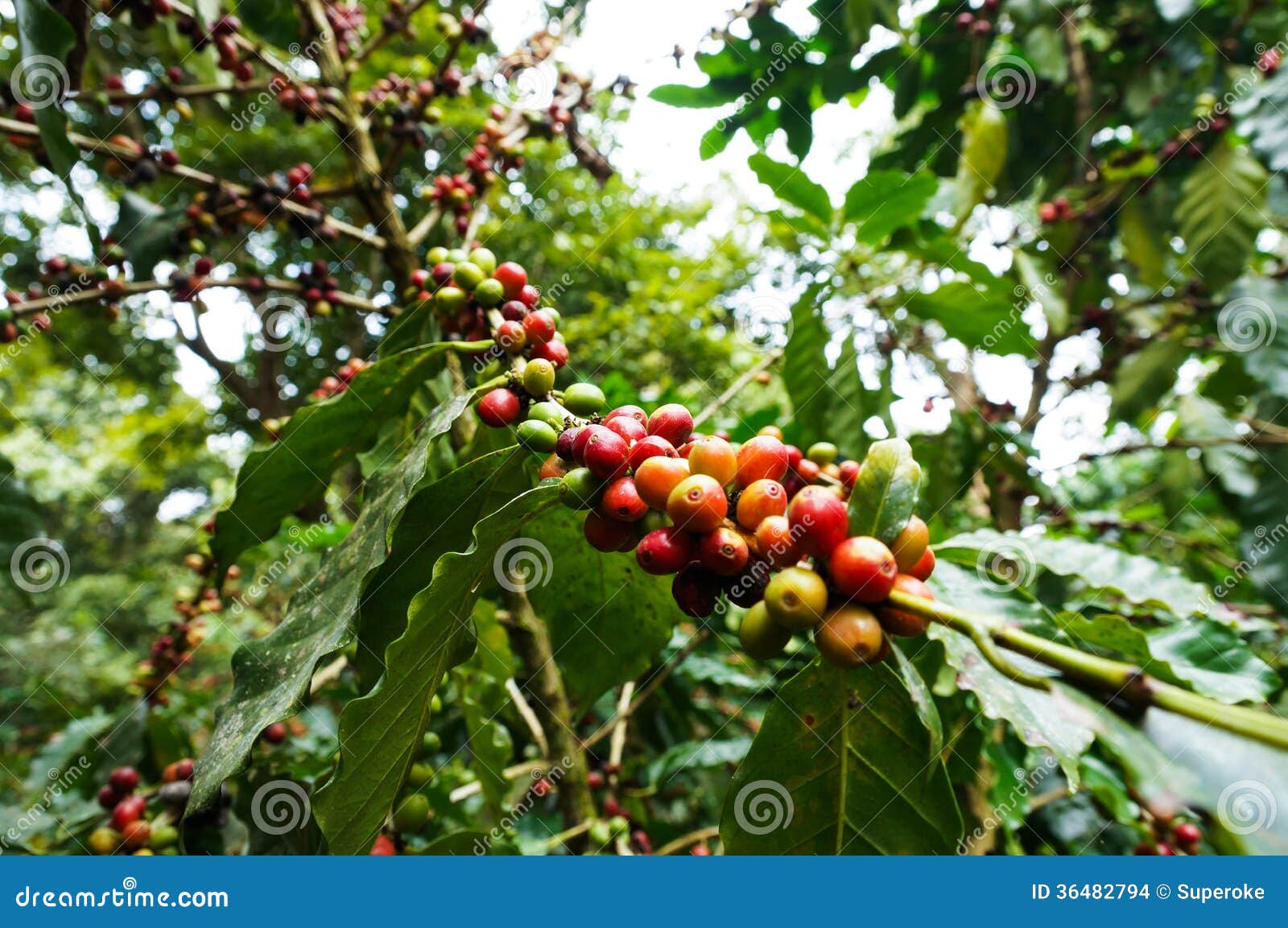 Coffee tree stock photo. Image of fruit, branch, grow - 36482794