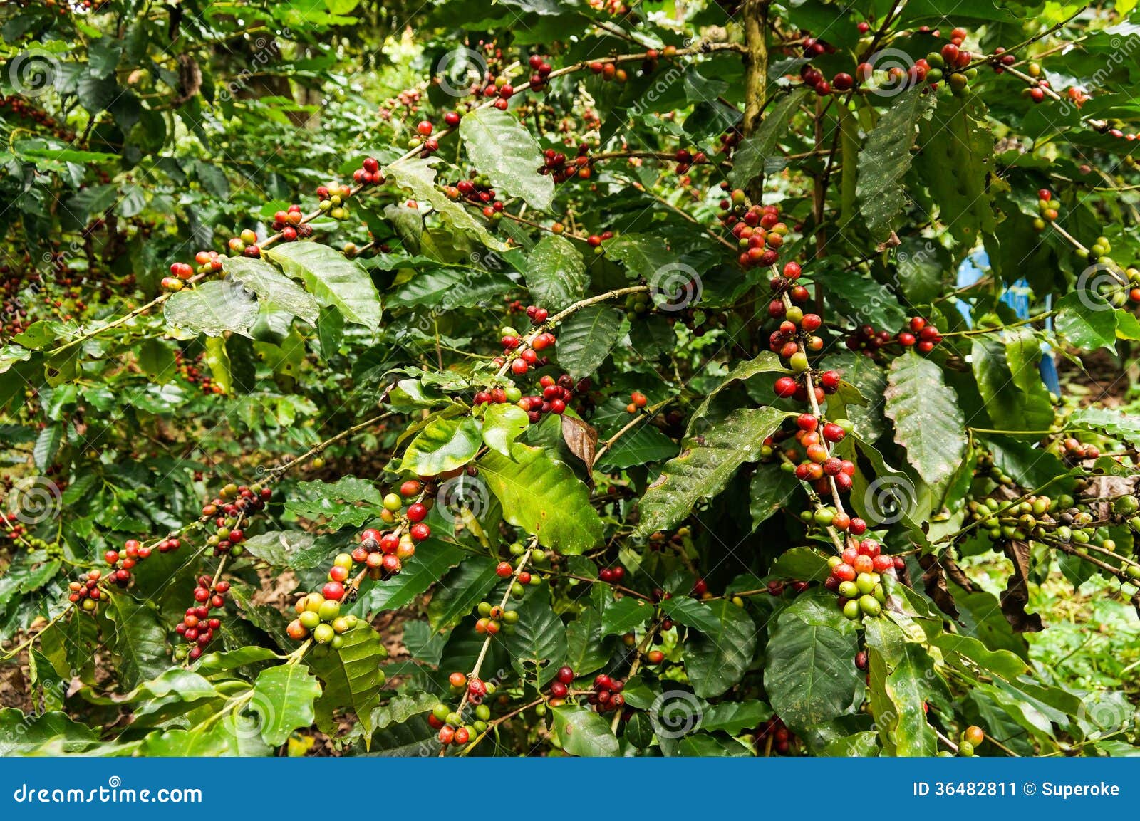 Coffee tree stock image. Image of leaf, farm, grow, berries - 36482811
