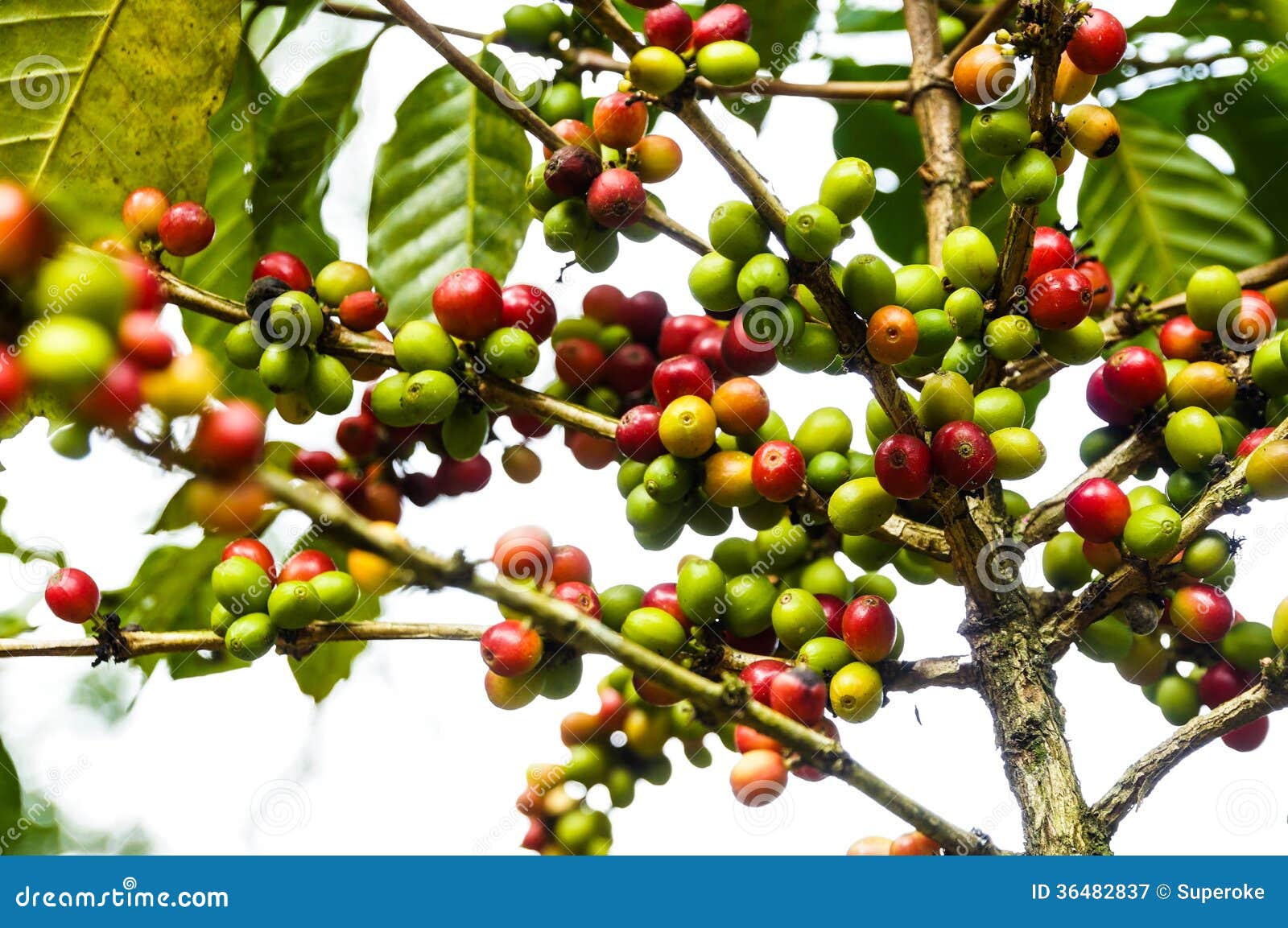 Coffee Tree