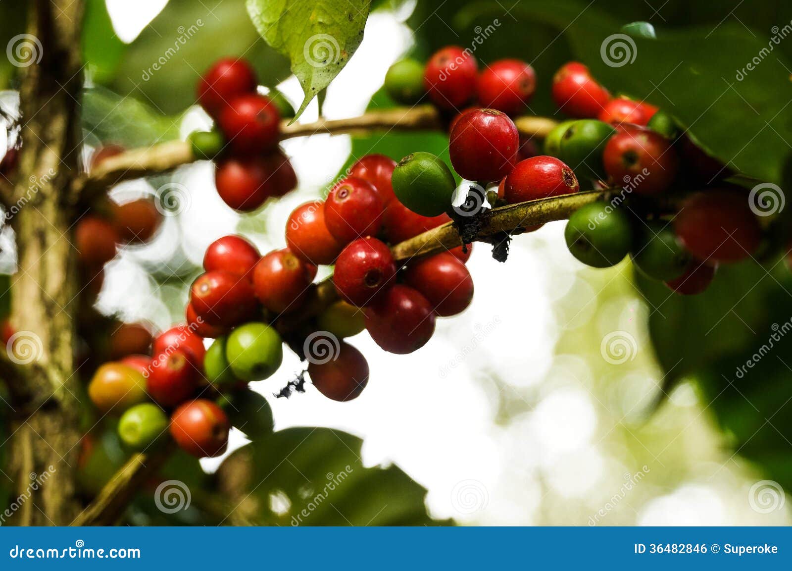 Coffee tree stock photo. Image of food, drink, fresh - 36482846