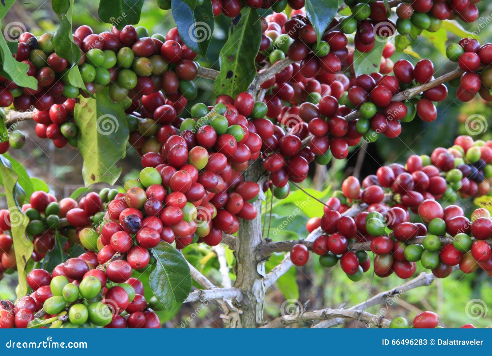 Coffee Tree with Coffee Bean Stock Image - Image of night, agriculture ...