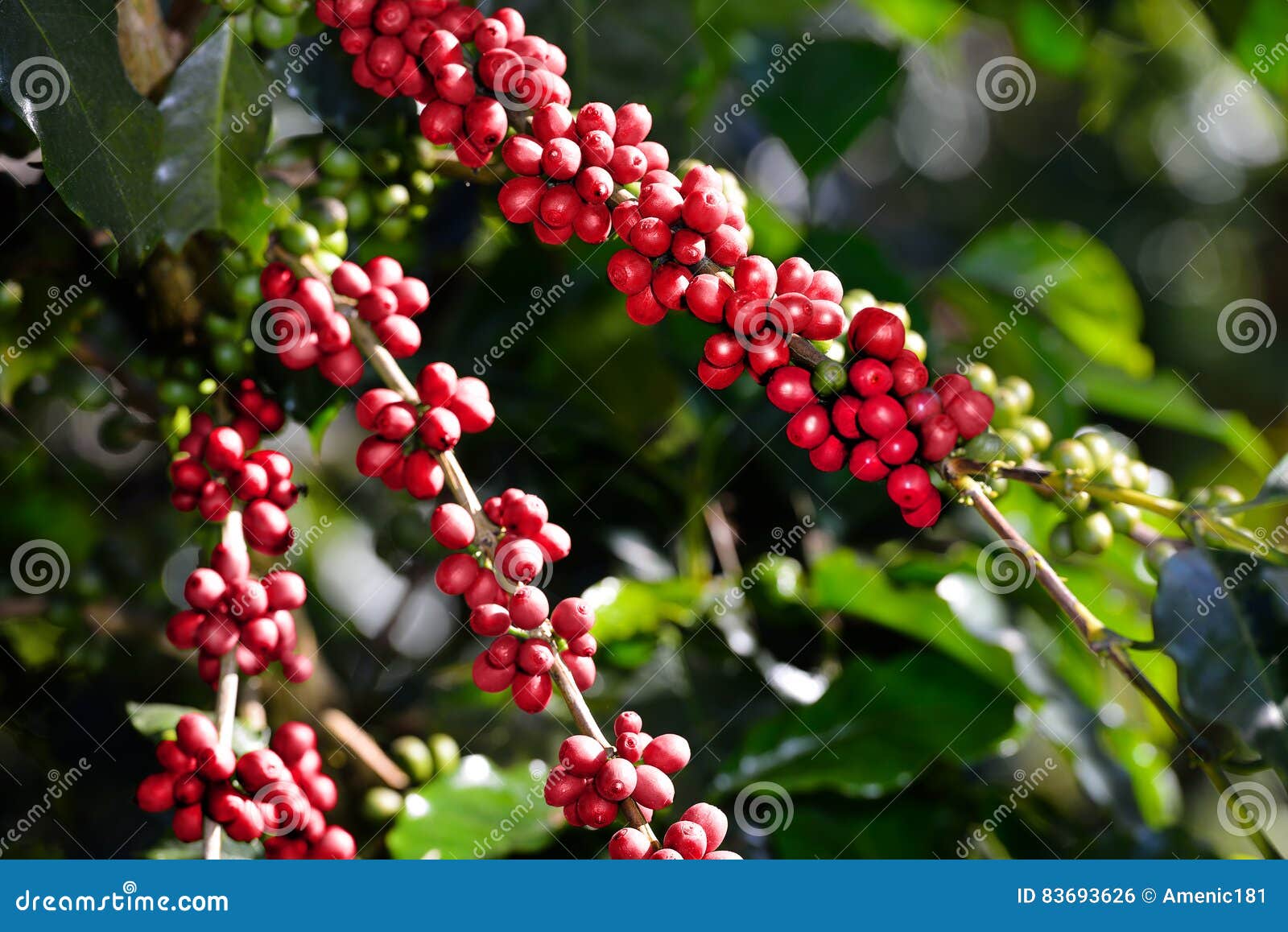 Coffee Tree with Coffee Beans in Coffee Plantation Stock Photo - Image ...