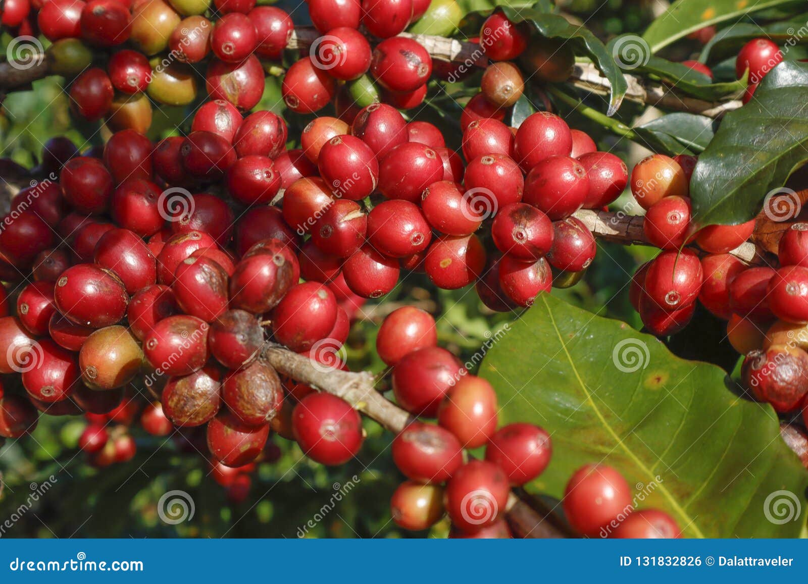 Coffee Tree on Cofffe Tree in Cafe Plantation Stock Photo - Image of ...