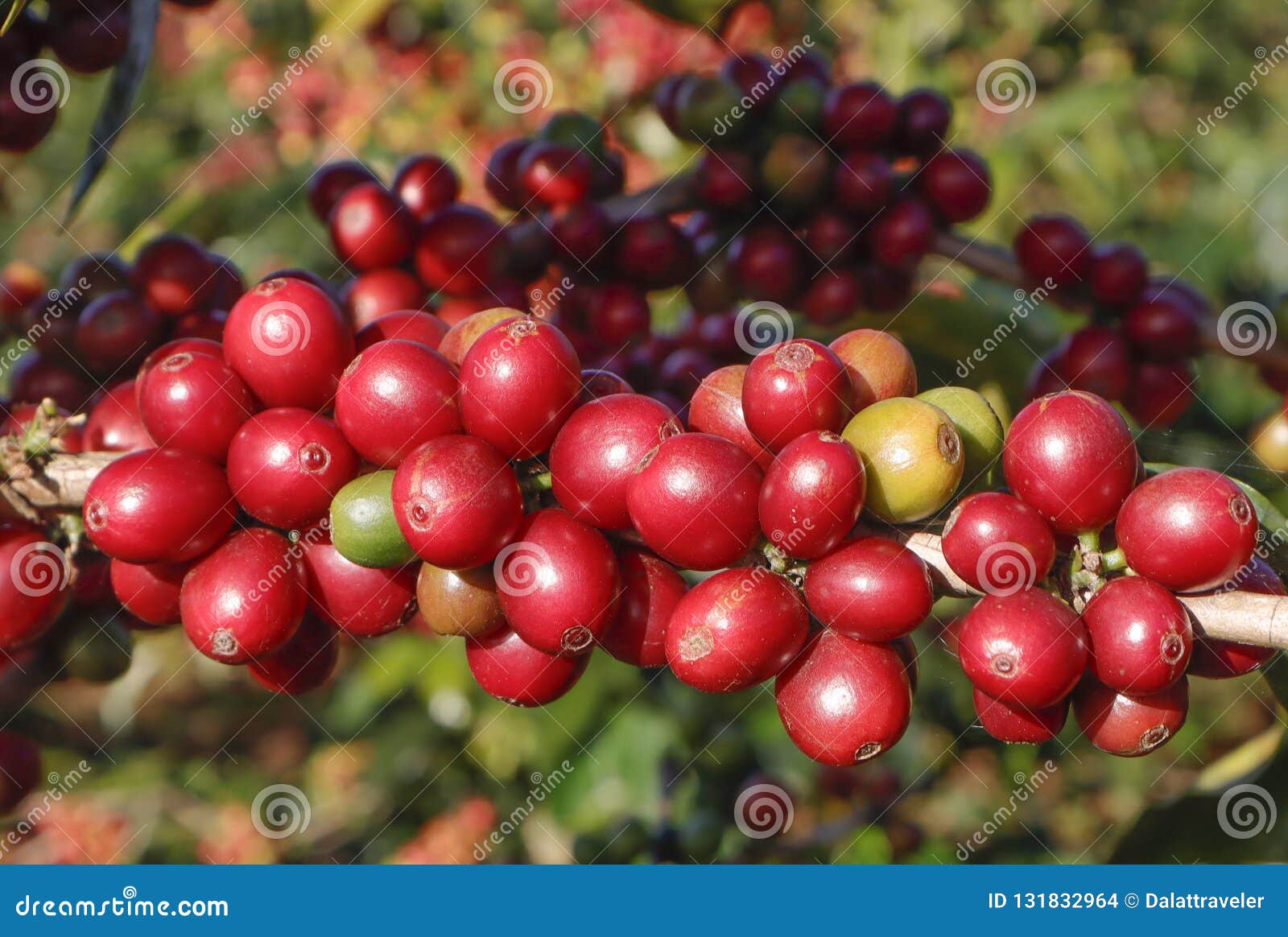 Coffee Tree on Cofffe Tree in Cafe Plantation Stock Photo - Image of ...