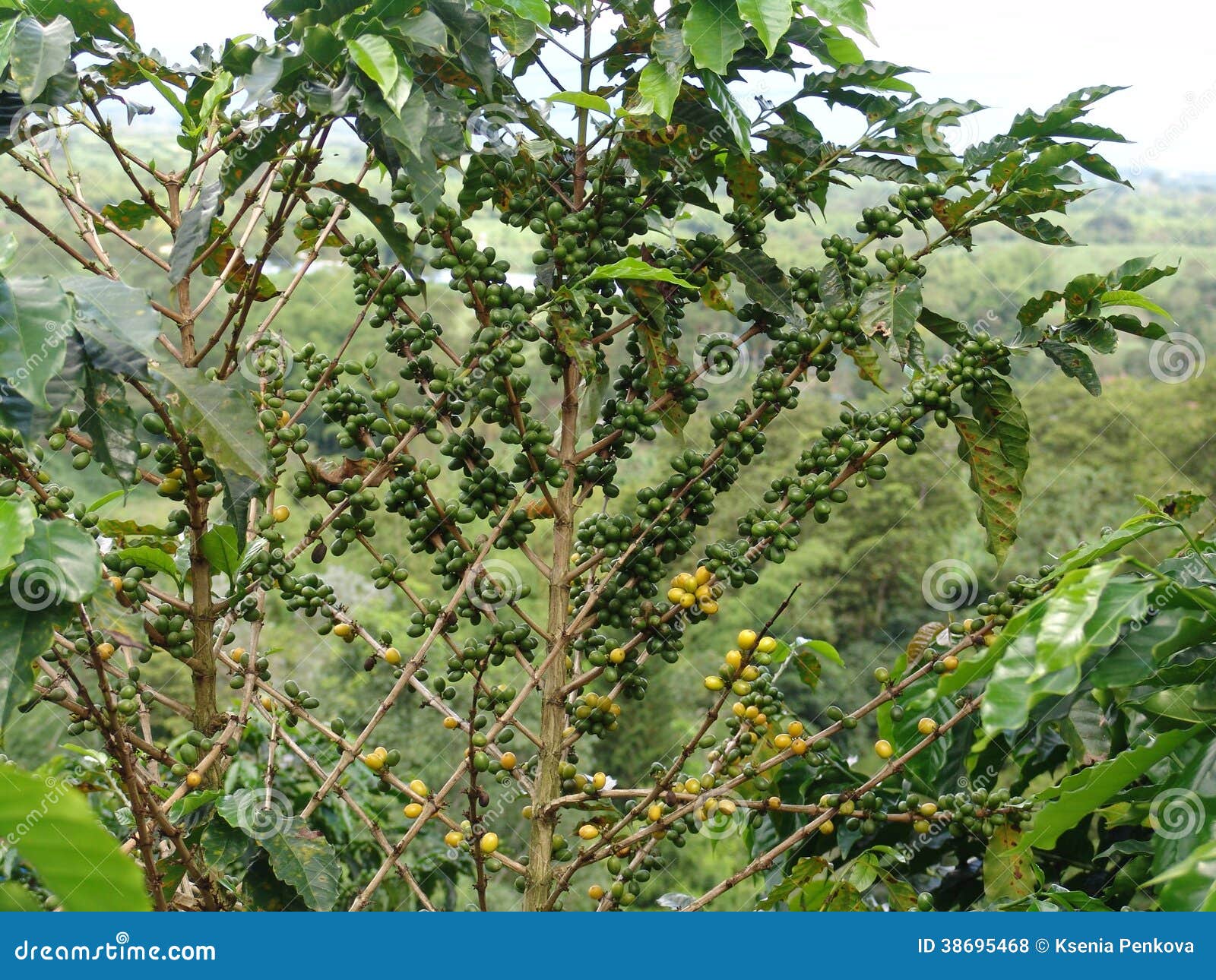 Coffee tree stock photo. Image of tree, grass, corn, drink - 38695468