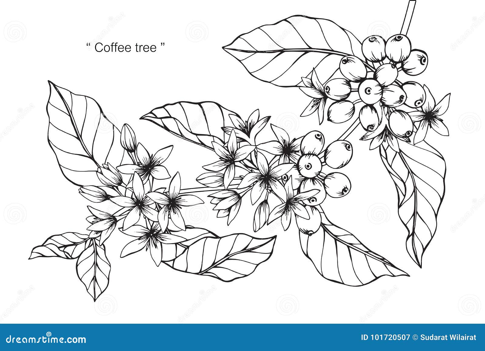 Coffee Tree Drawing and Sketch. Stock Vector - Illustration of ornament ...
