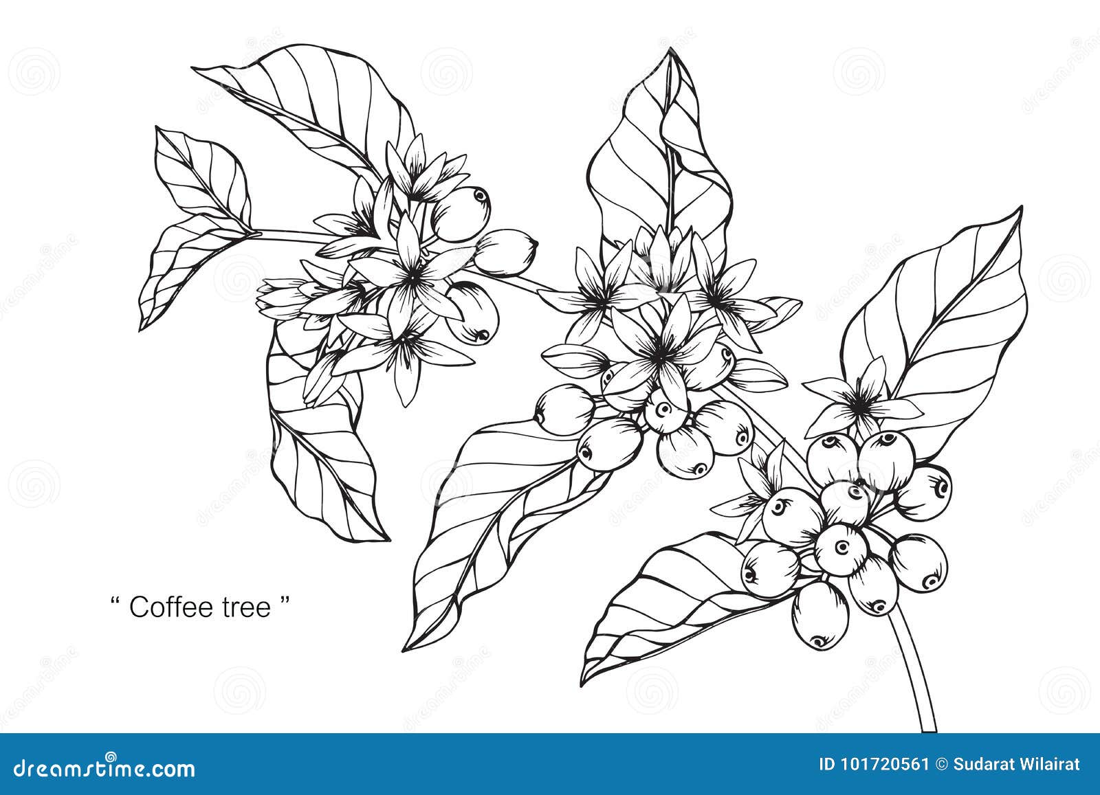 Coffee Tree Drawing and Sketch. Stock Vector - Illustration of lineart ...