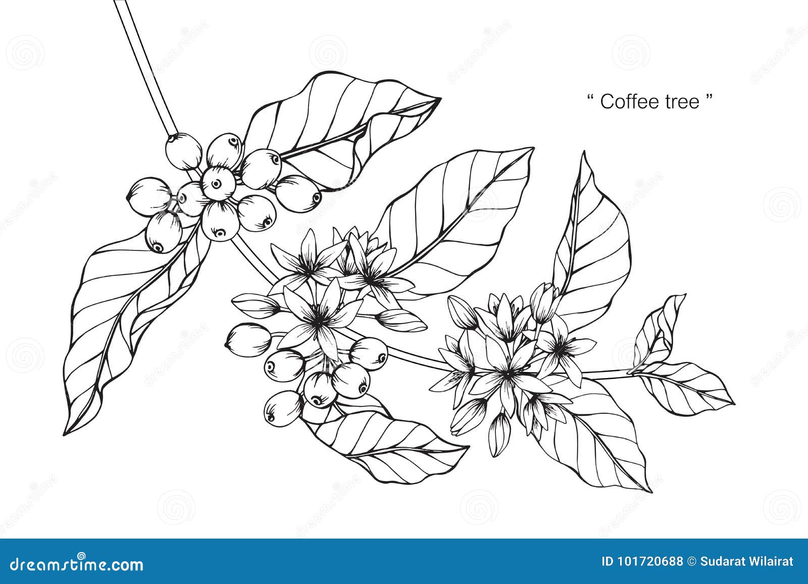 Coffee Tree Drawing Stock Illustrations – 3,704 Coffee Tree Drawing ...