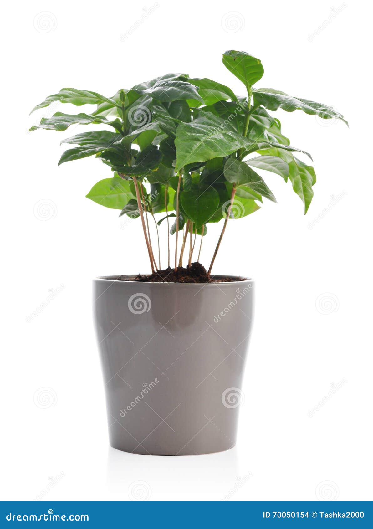 Coffee tree in flower pot stock photo. Image of drink - 70050154