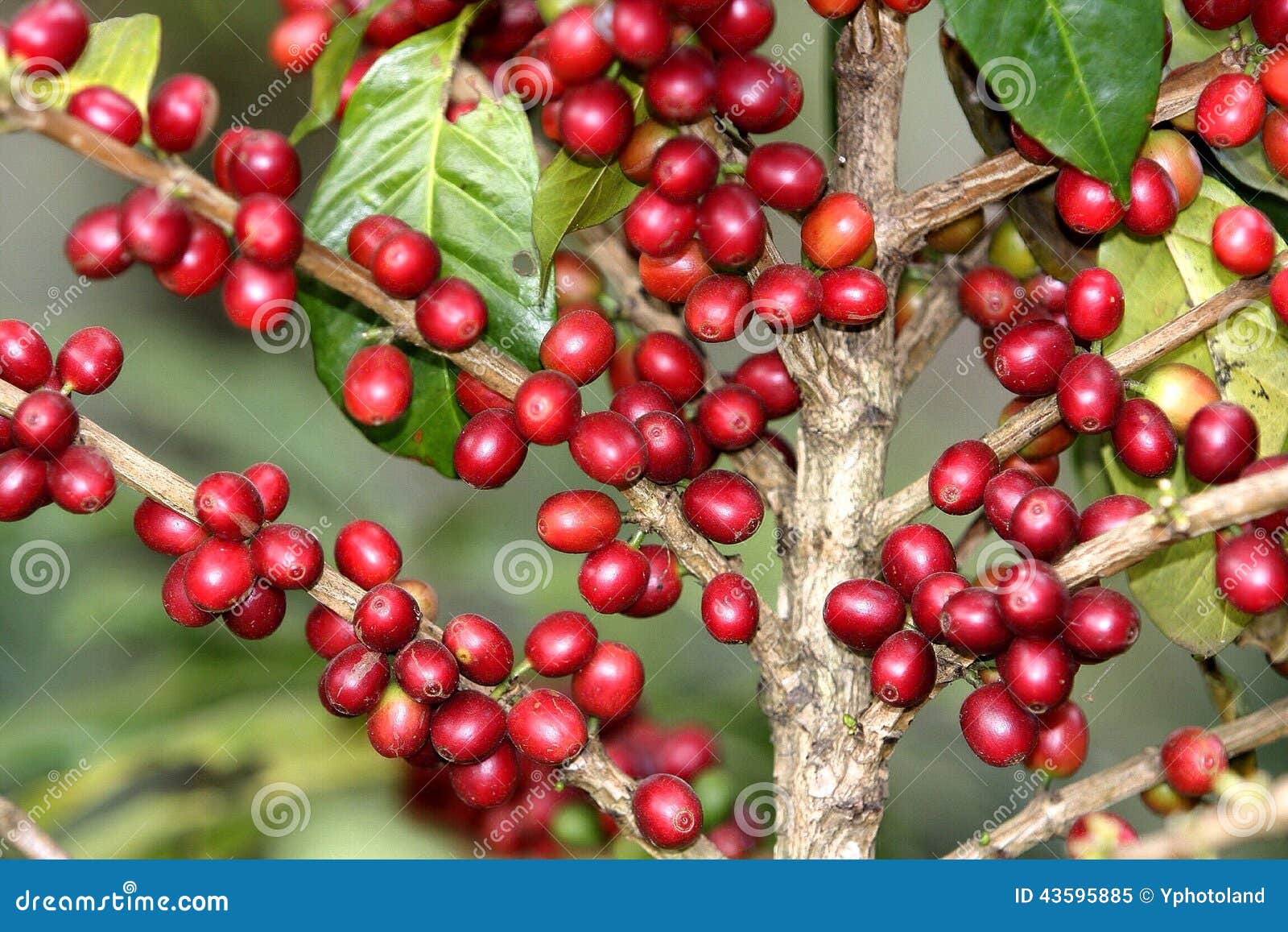 Coffee tree stock image. Image of background, nature - 43595885
