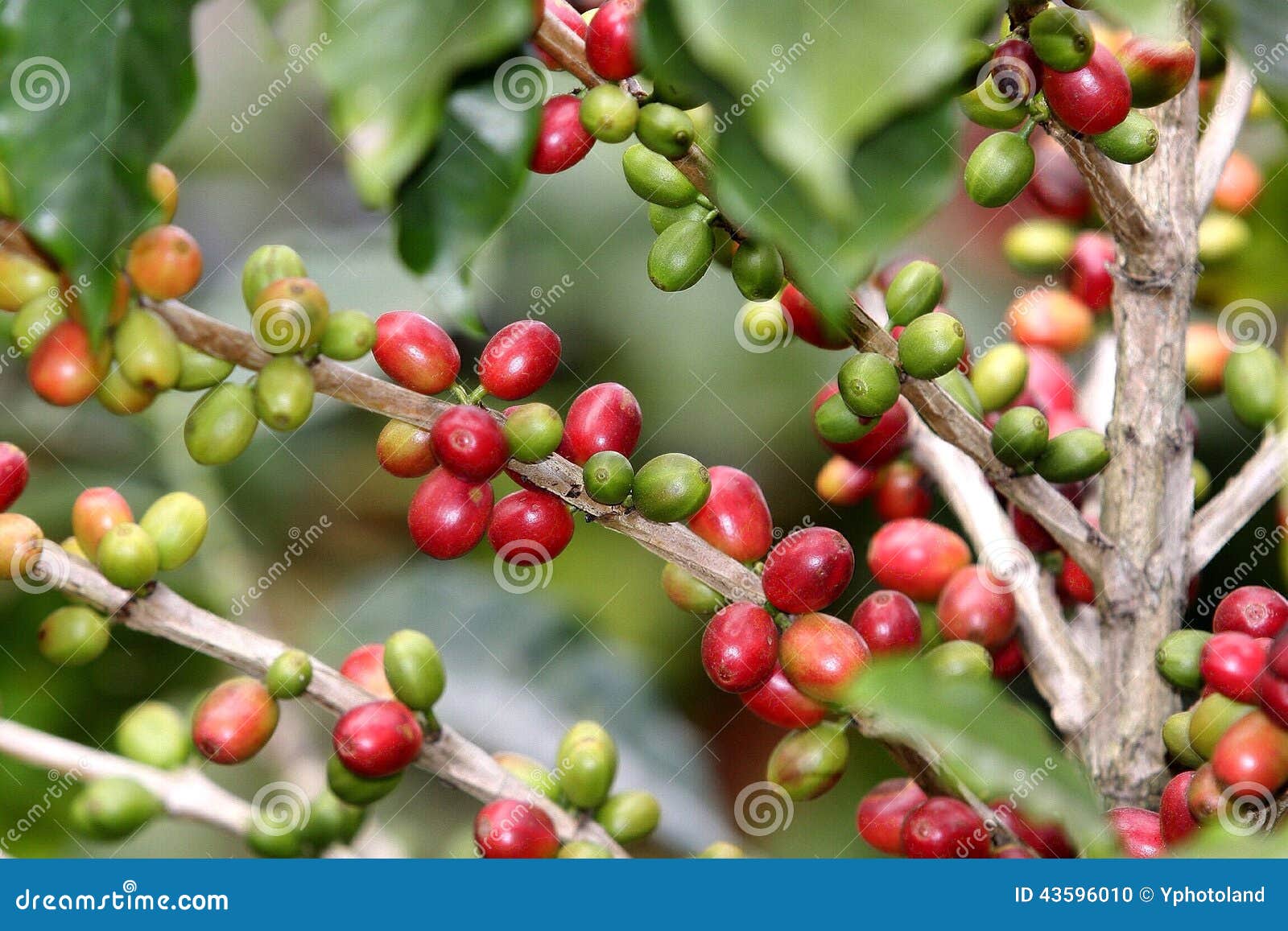 Coffee tree stock photo. Image of fruit, aquifoliales - 43596010